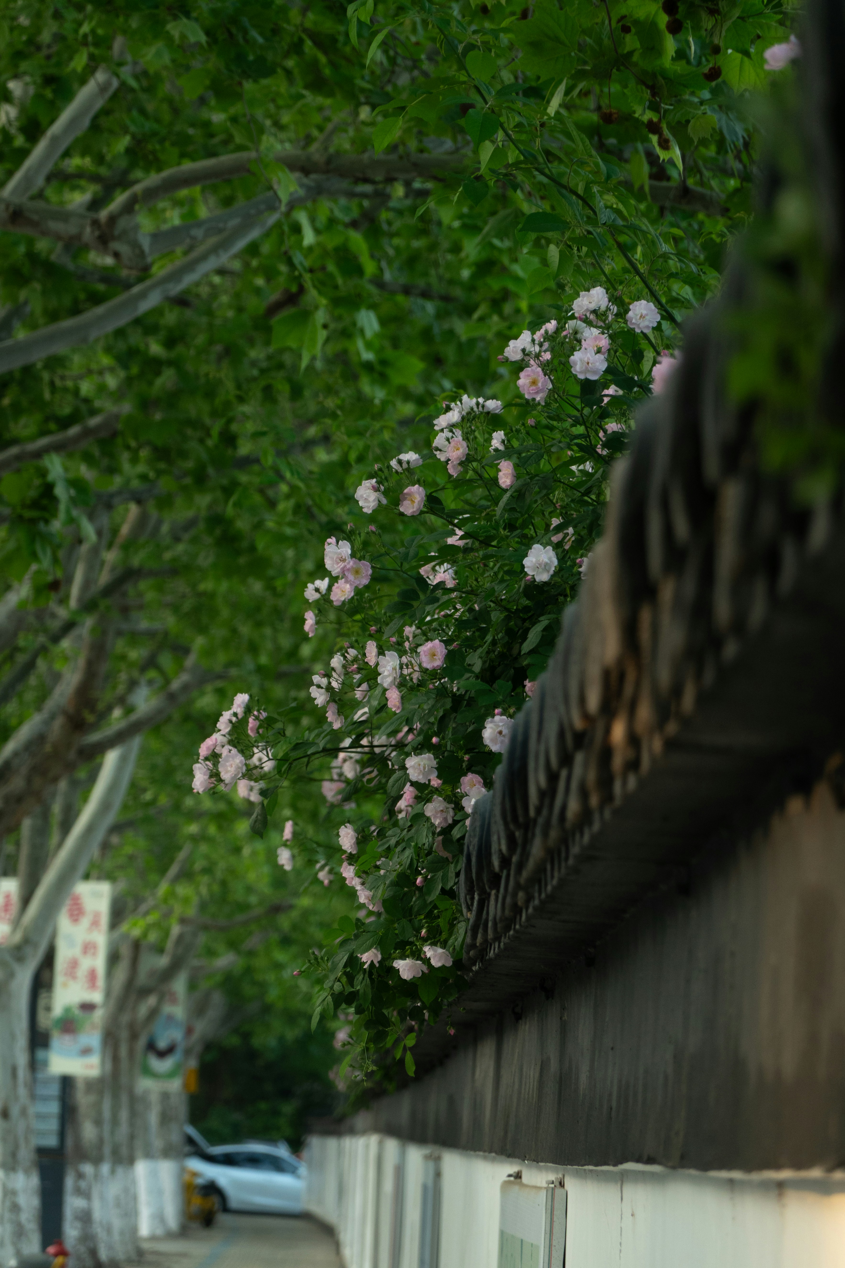 Pink roses along a sunlit garden wall, fading into a quiet street