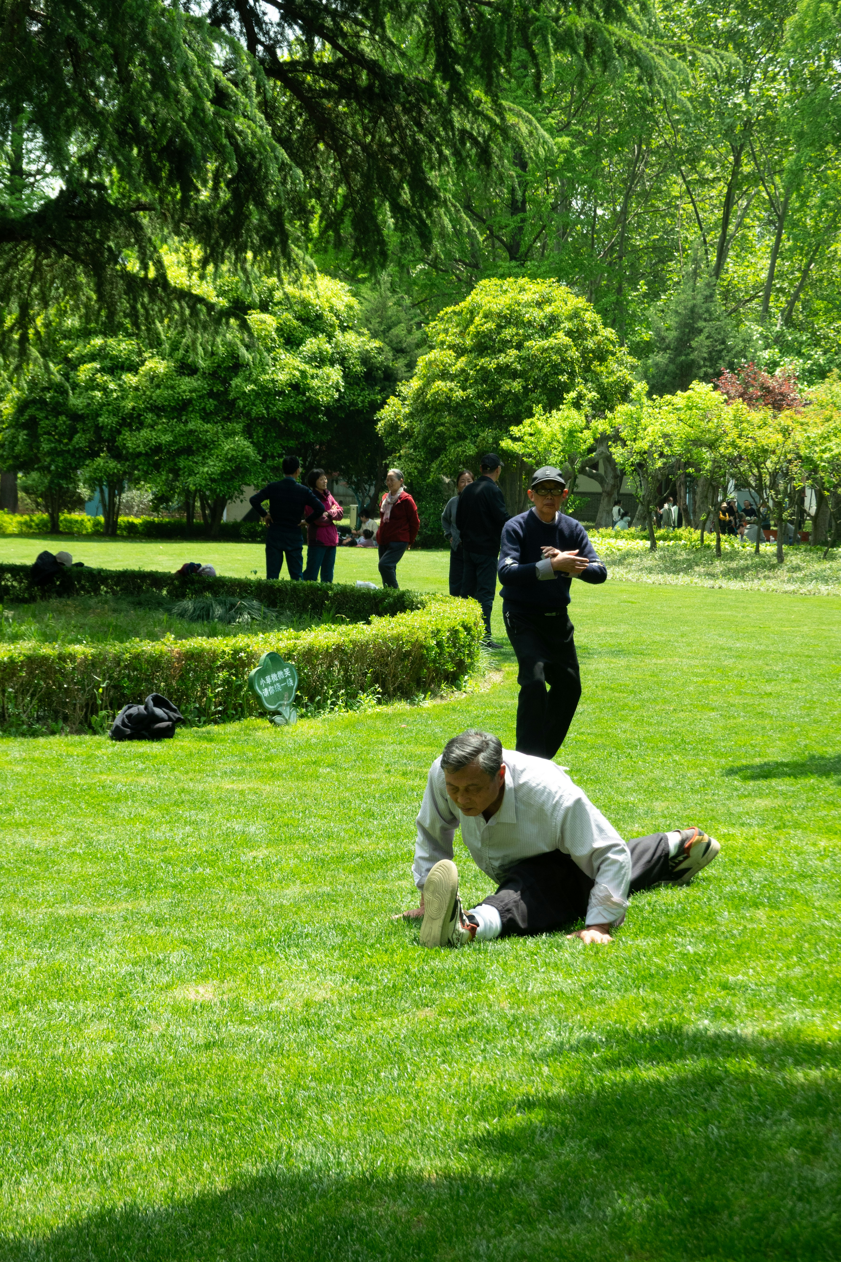 Lone Elder Bends Toward the Grass in a Sunlit Park
