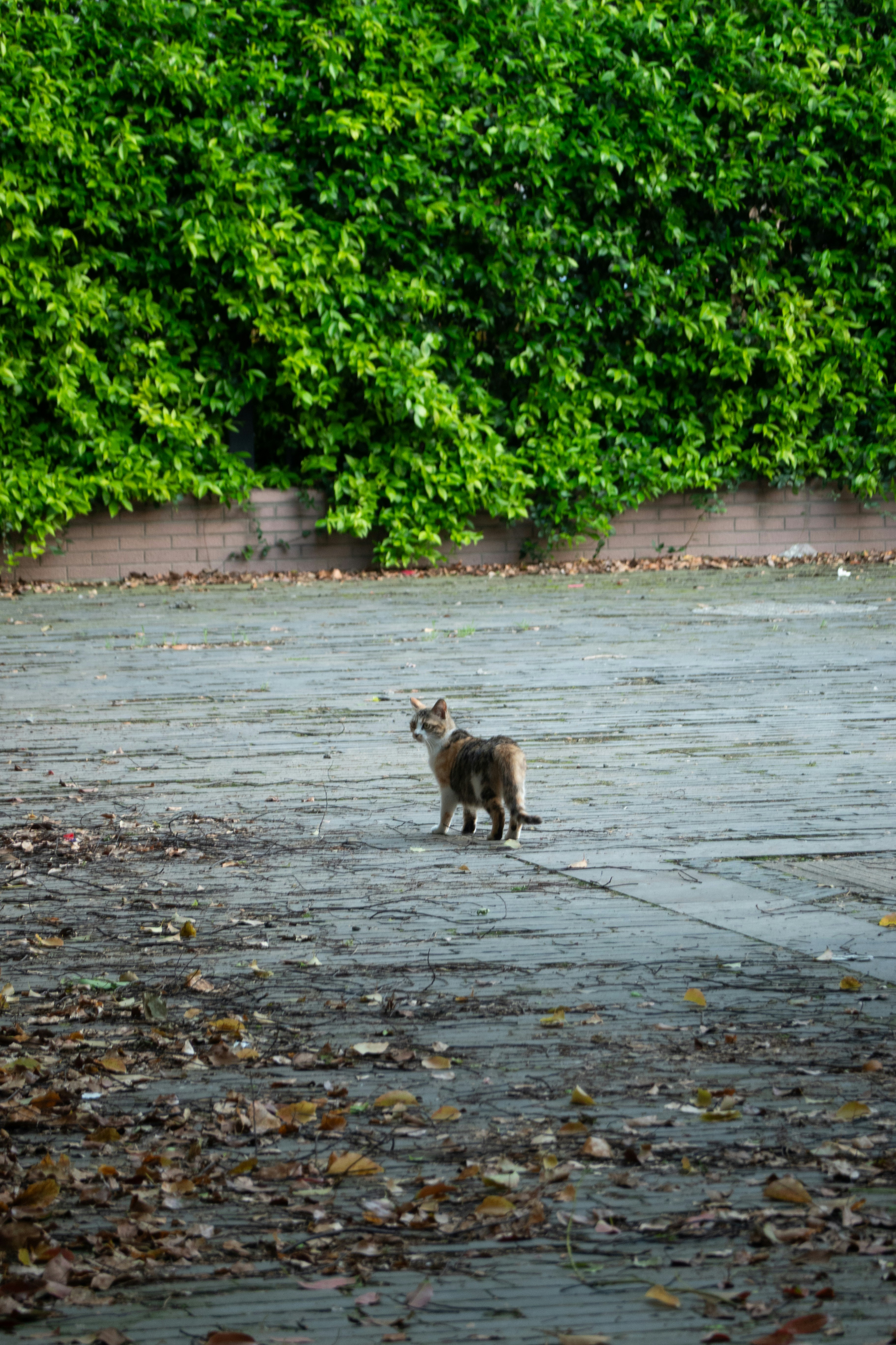 Curious Fox Kit at the Edge of a Green Wall