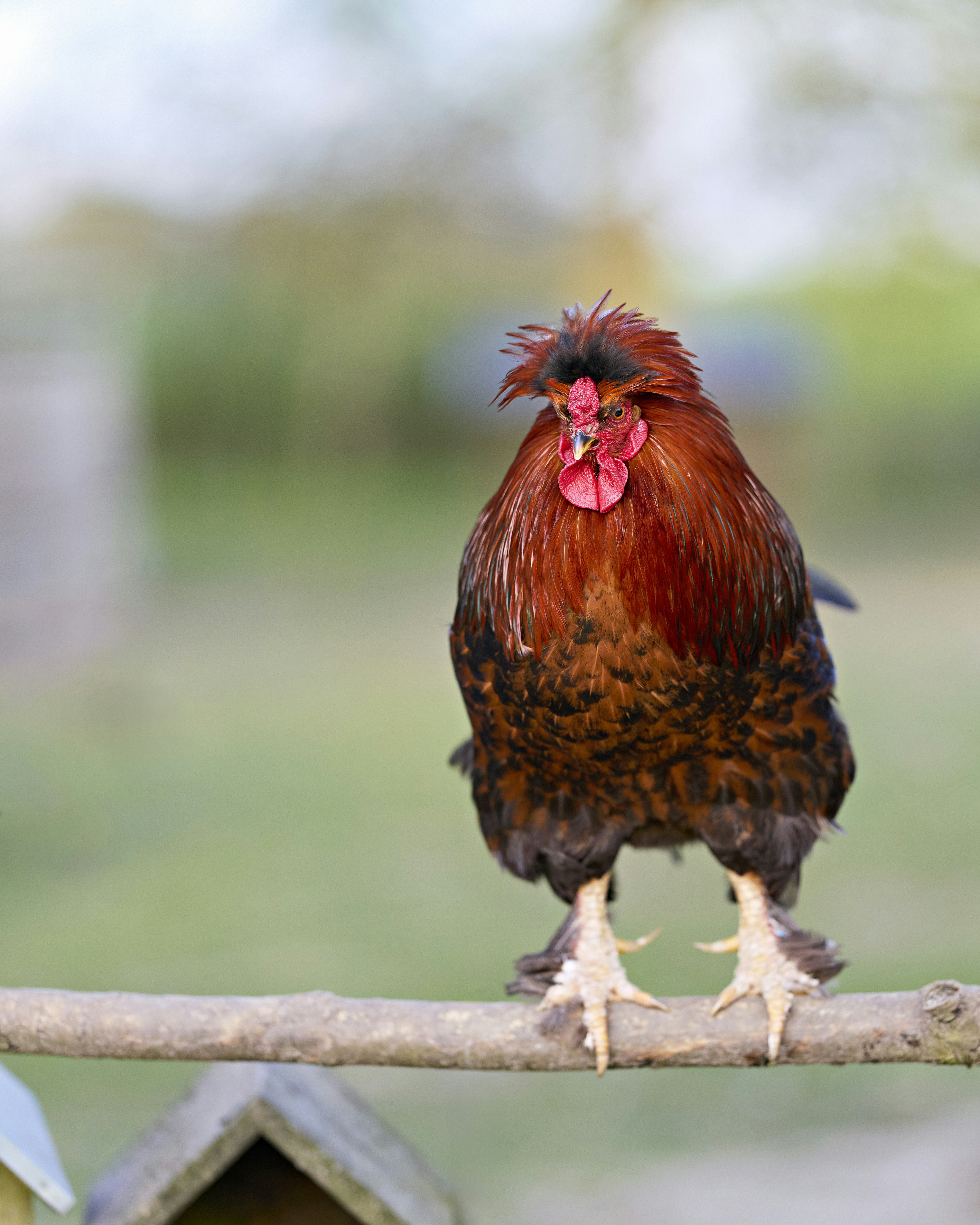 Dominant Rooster on a Branch: A Bold Red Crest in Focus