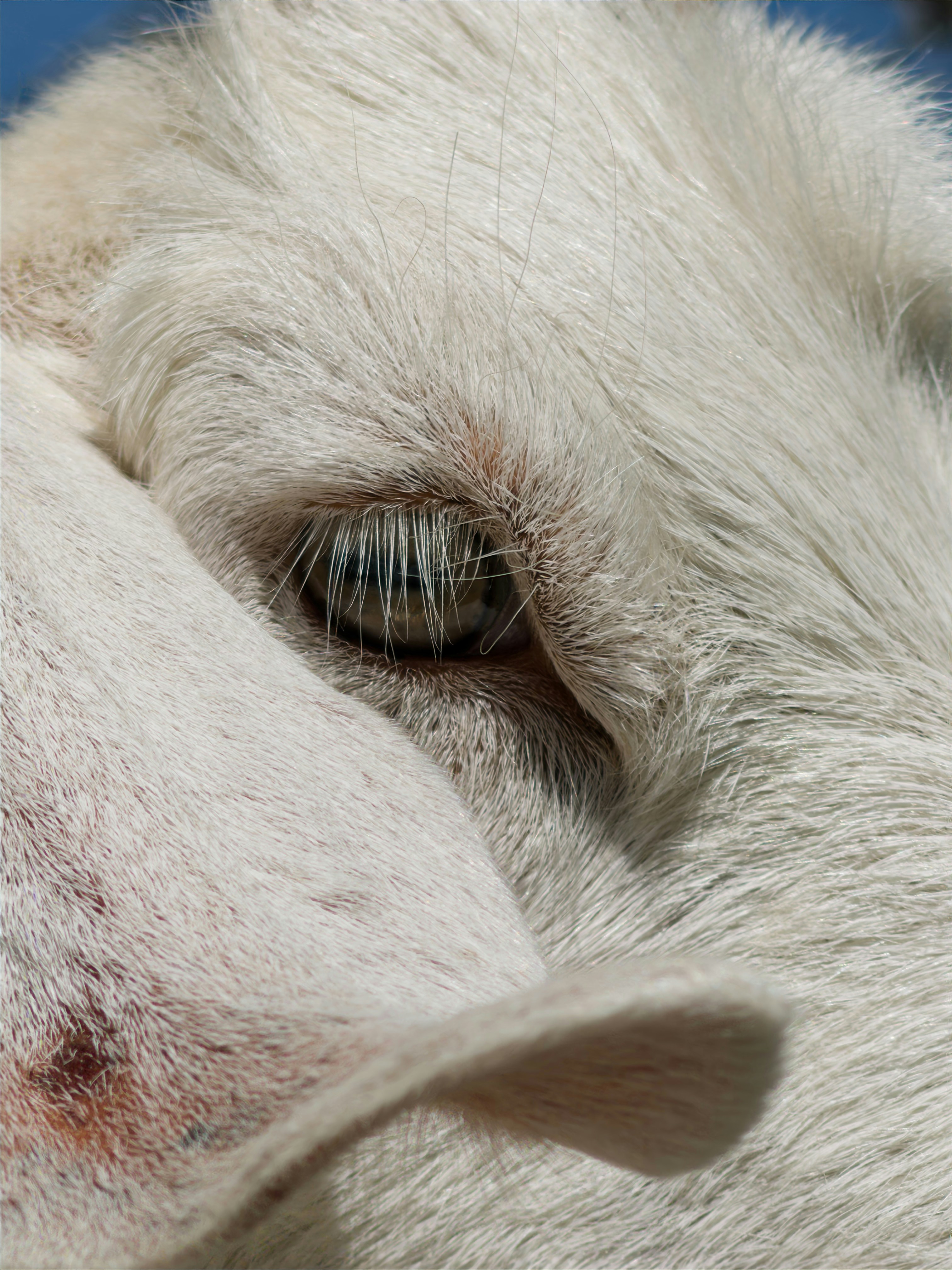 Close-Up of a Sheep's Eye and Wool Textures