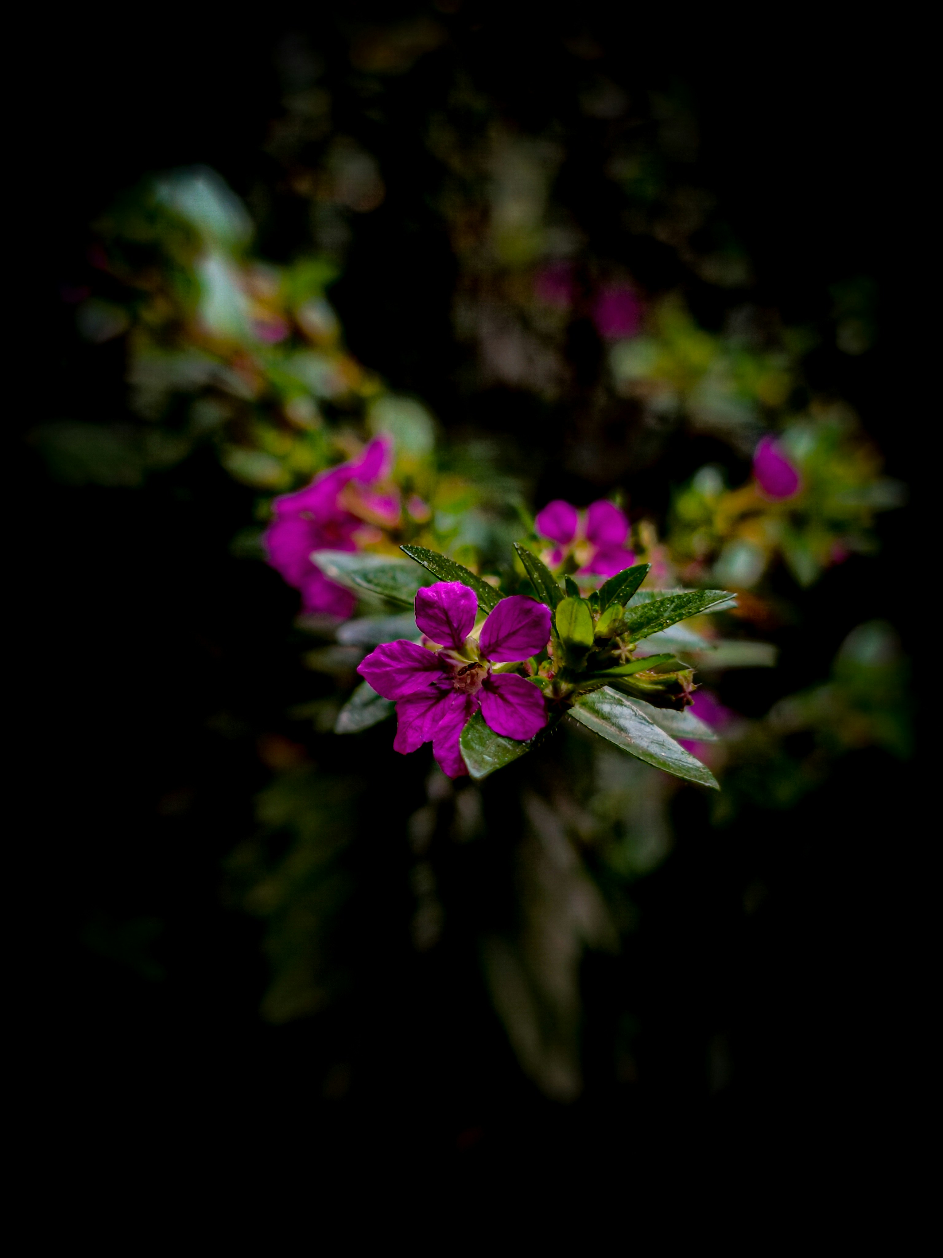 Luminescent Magenta Bloom in Velvet Darkness