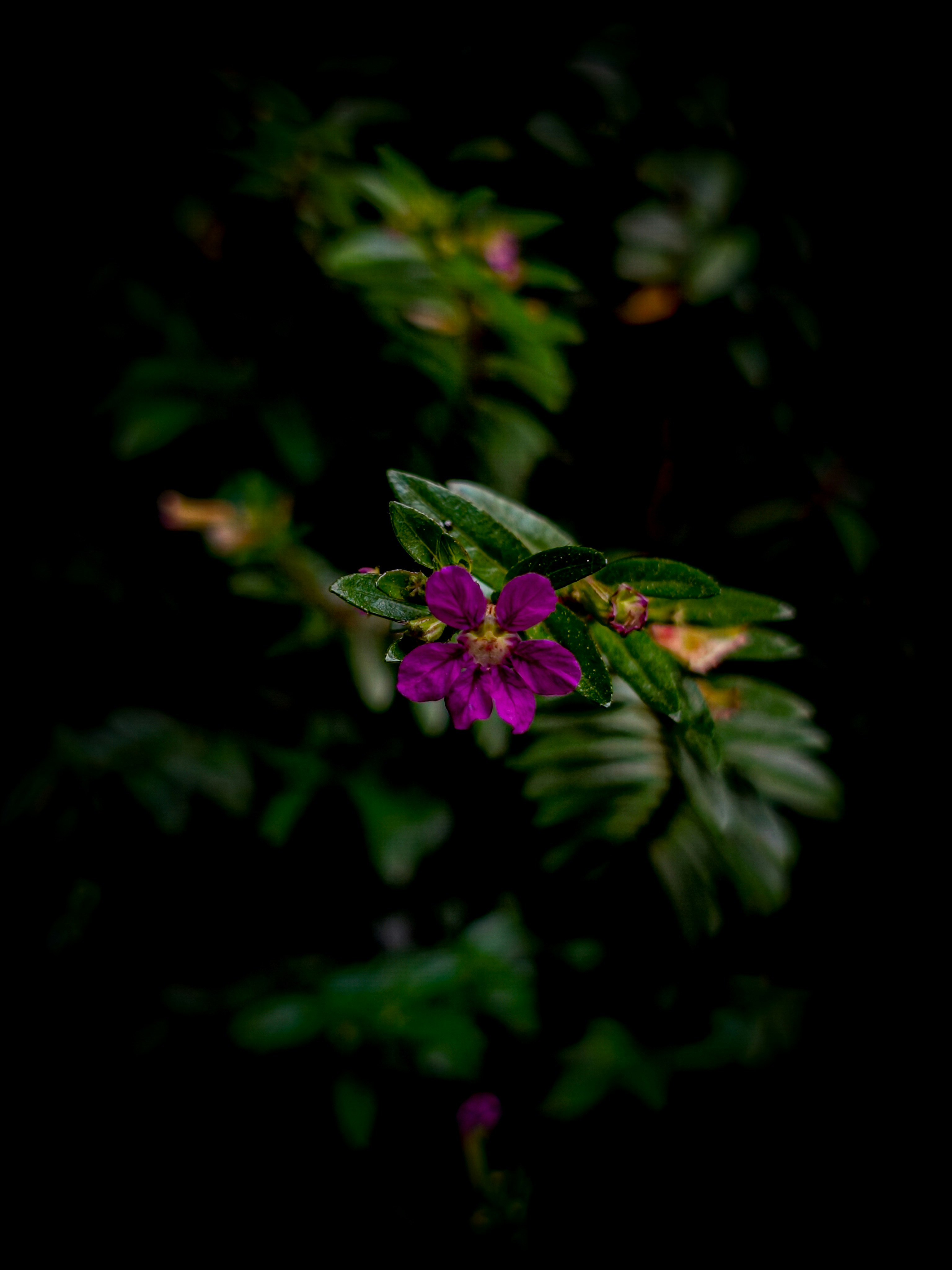 Vivid Magenta Bloom Centered in Quiet Darkness