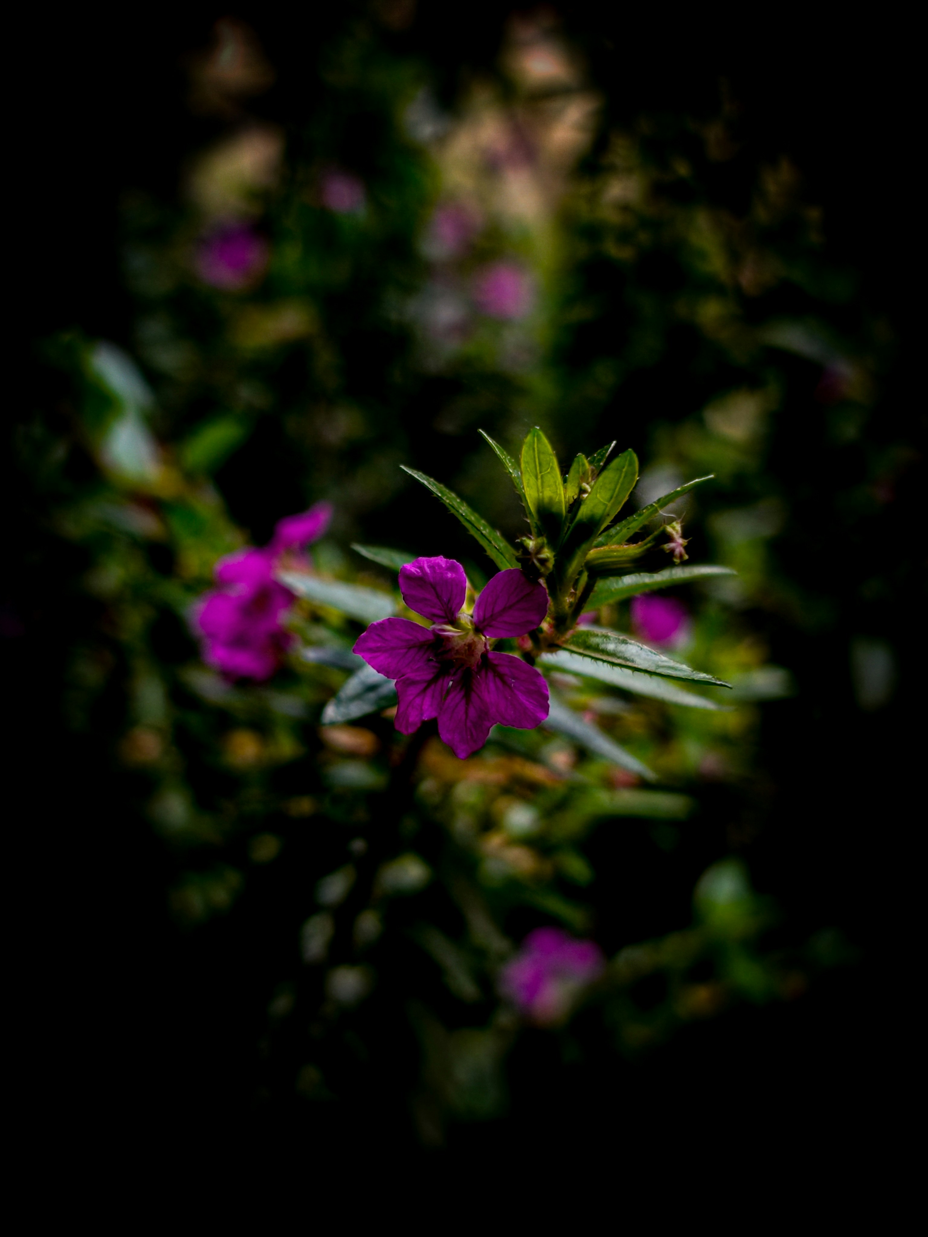 Vivid Magenta Blossom Centered in a Velvet Backdrop