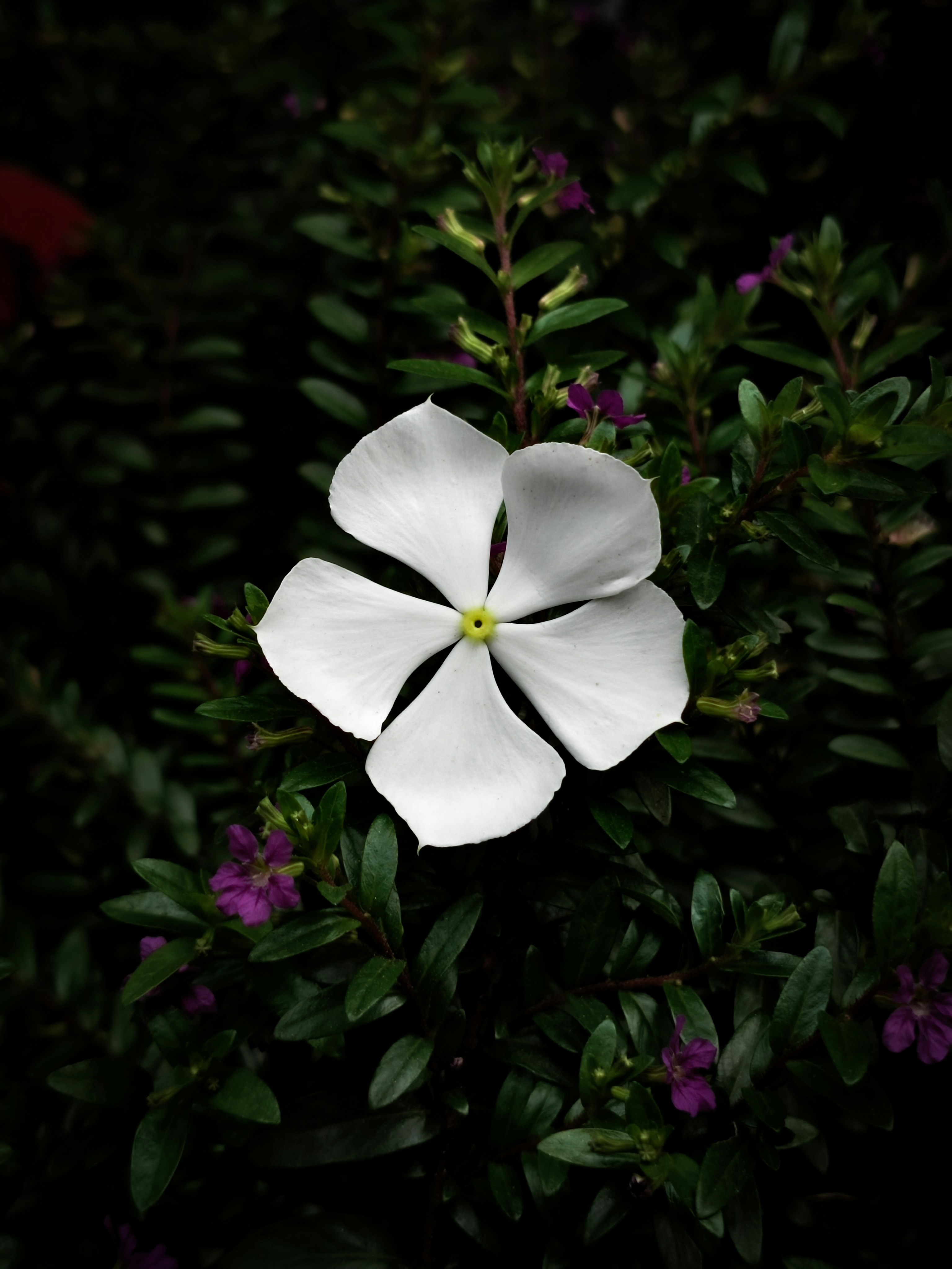 White Five-Petal Bloom Amid Dark Foliage