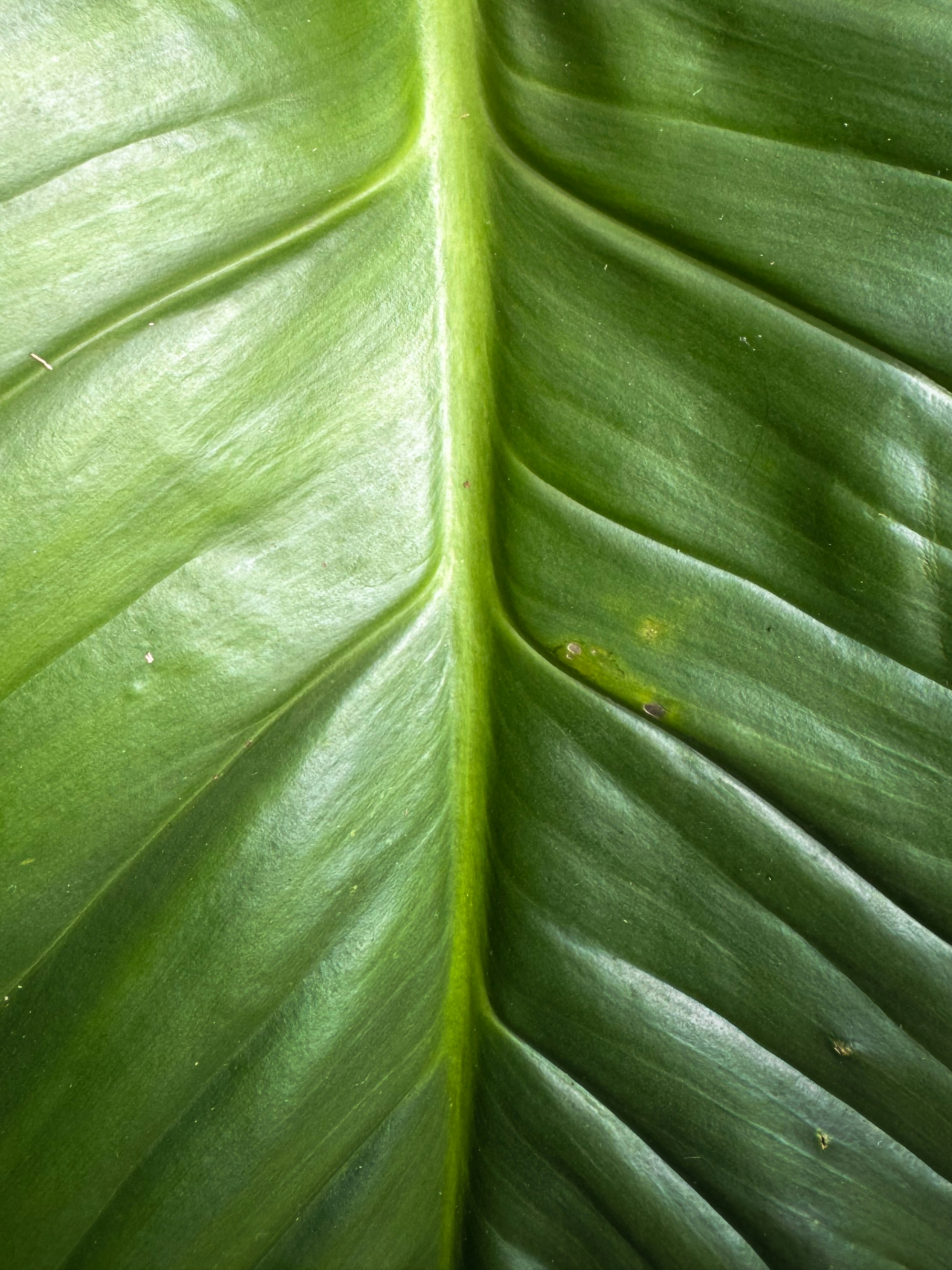 Midrib Harmonics: A Close-Up of Tropical Leaf Veins