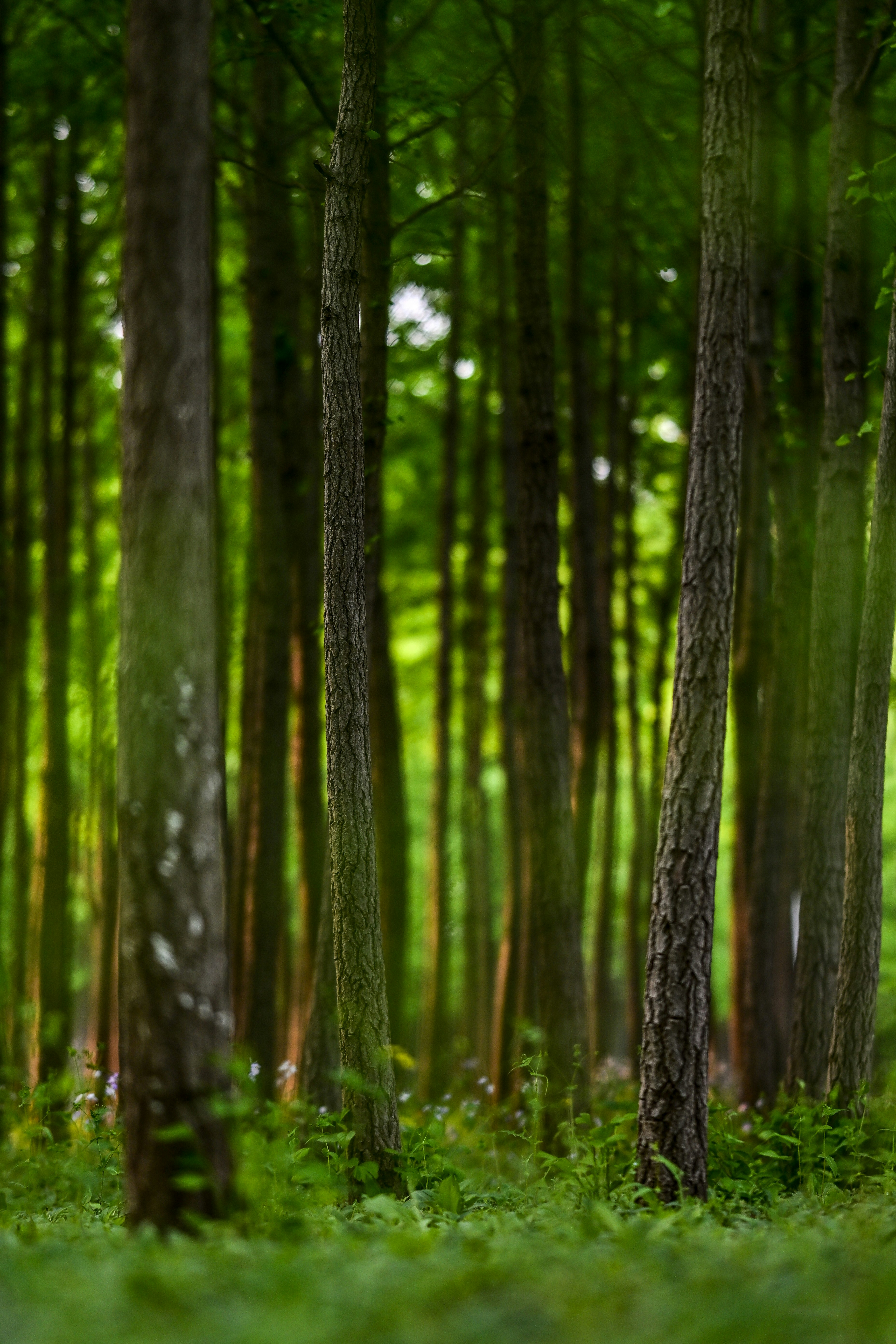 Emerald Corridor: Sunlight Penetrates a Quiet Pine Grove