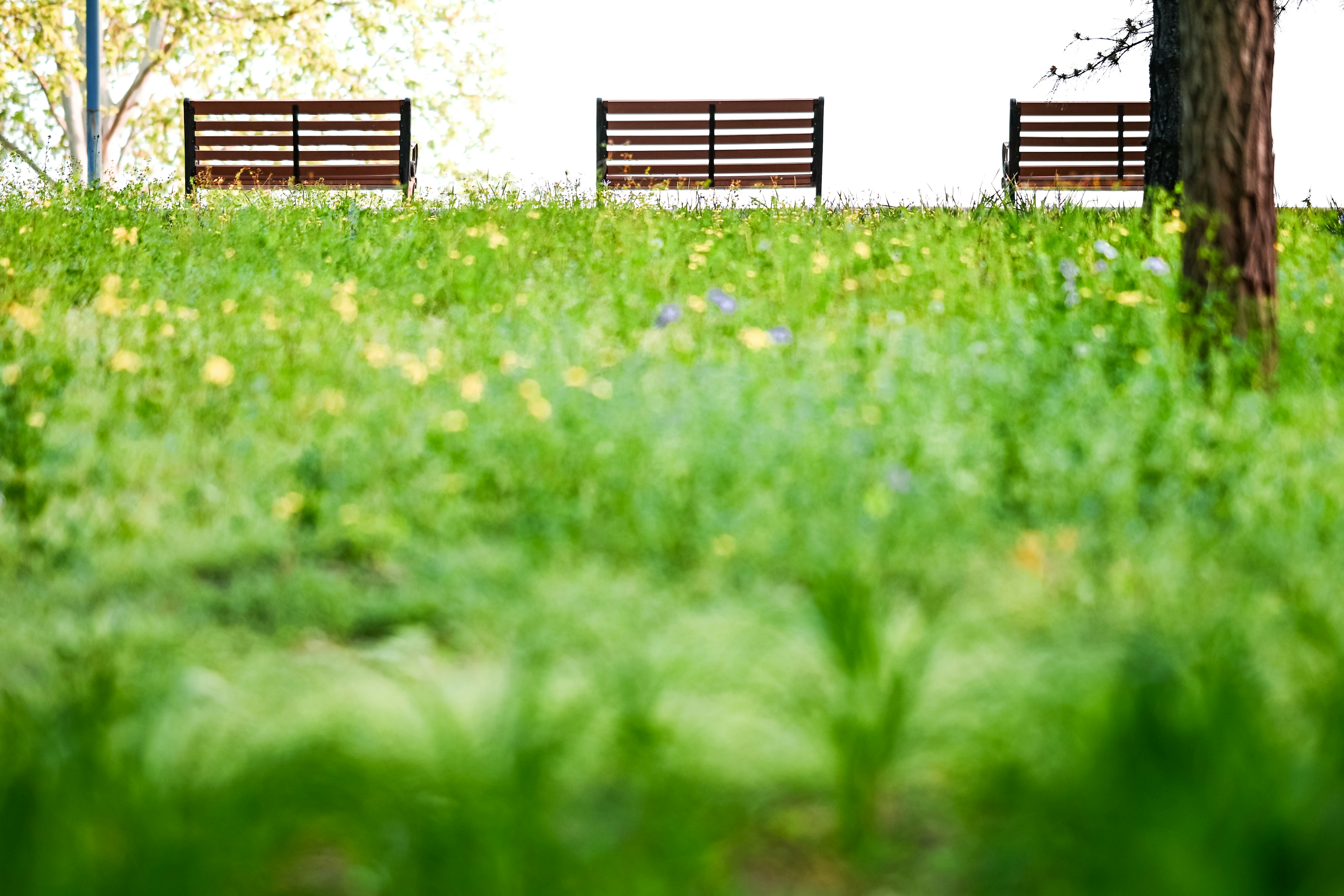 Empty Park Vista with Distant Benches