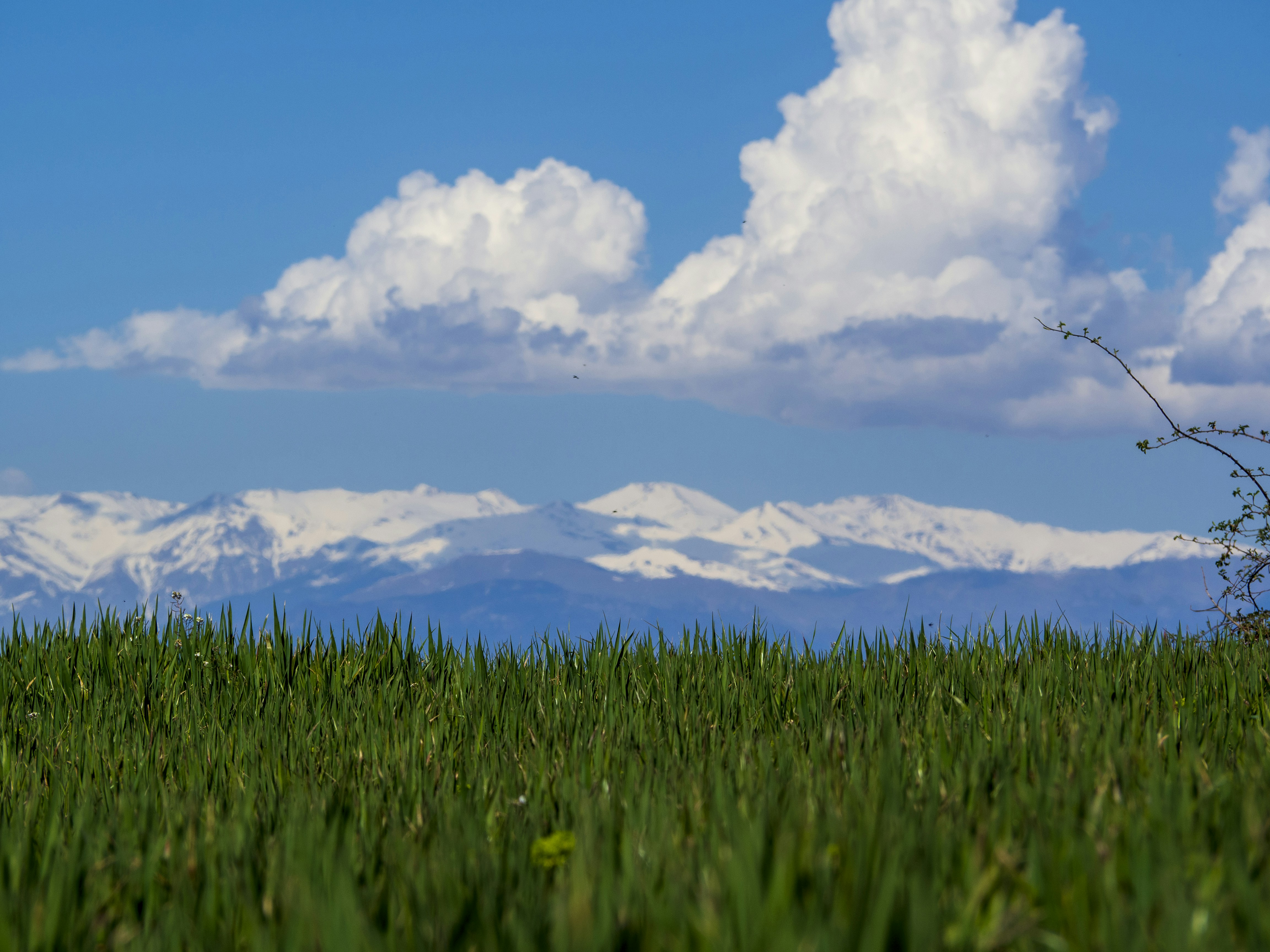 Snow-kissed Horizon over a Field of Green