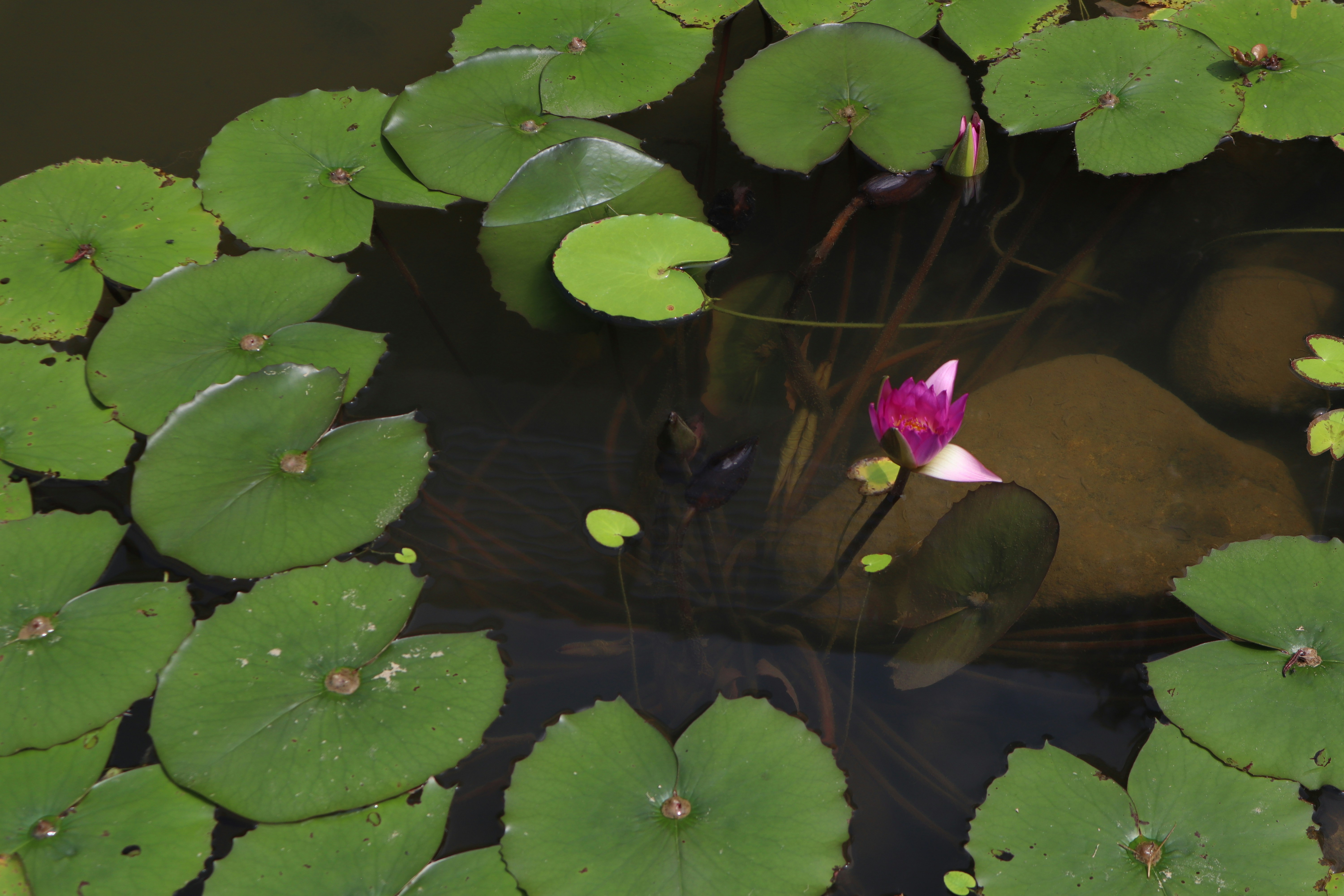Pink Water Lily Anchored Among Circular Green Orbs