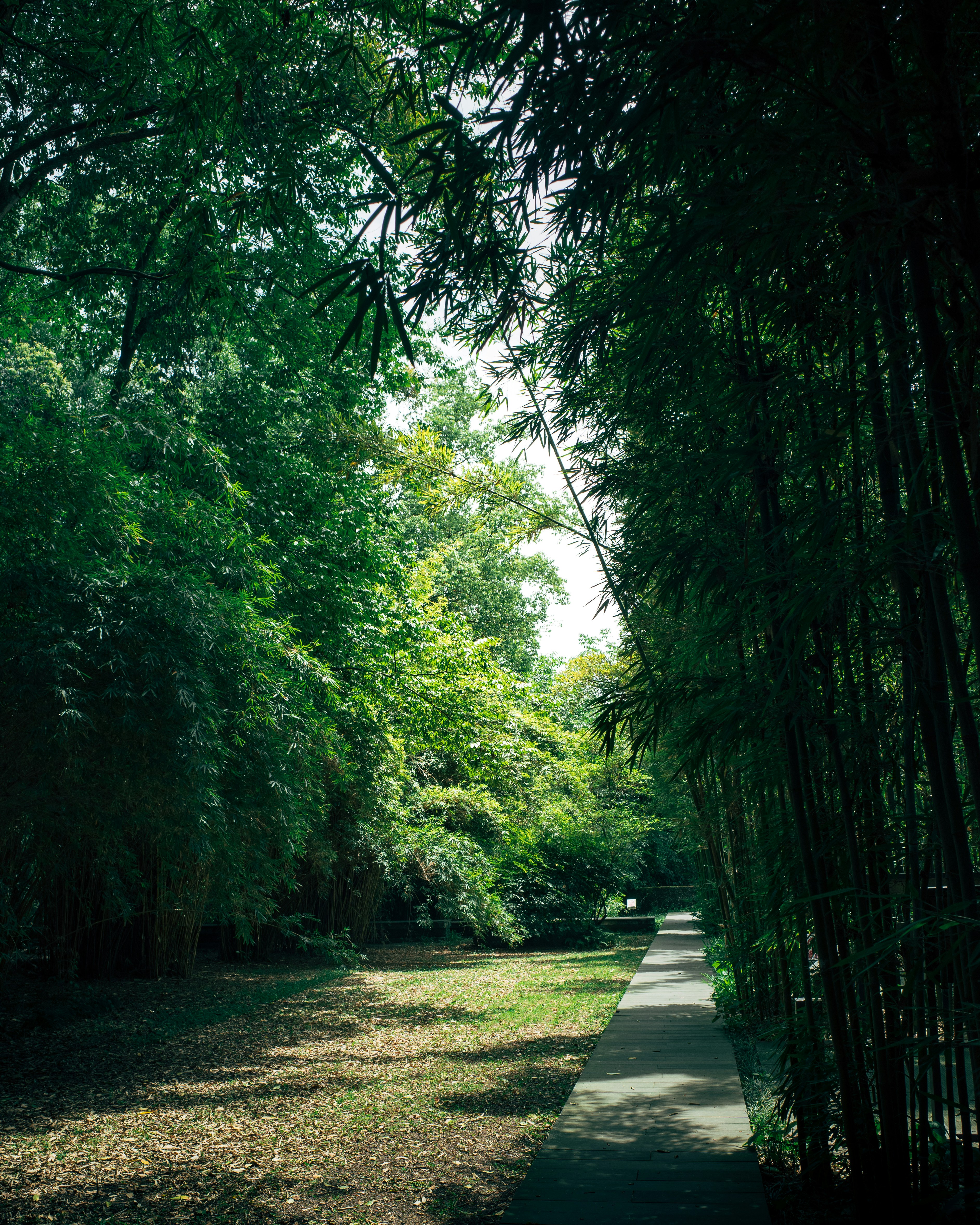 Verdant Corridor: Sunlit Path Woven Between Bamboo and Canopy
