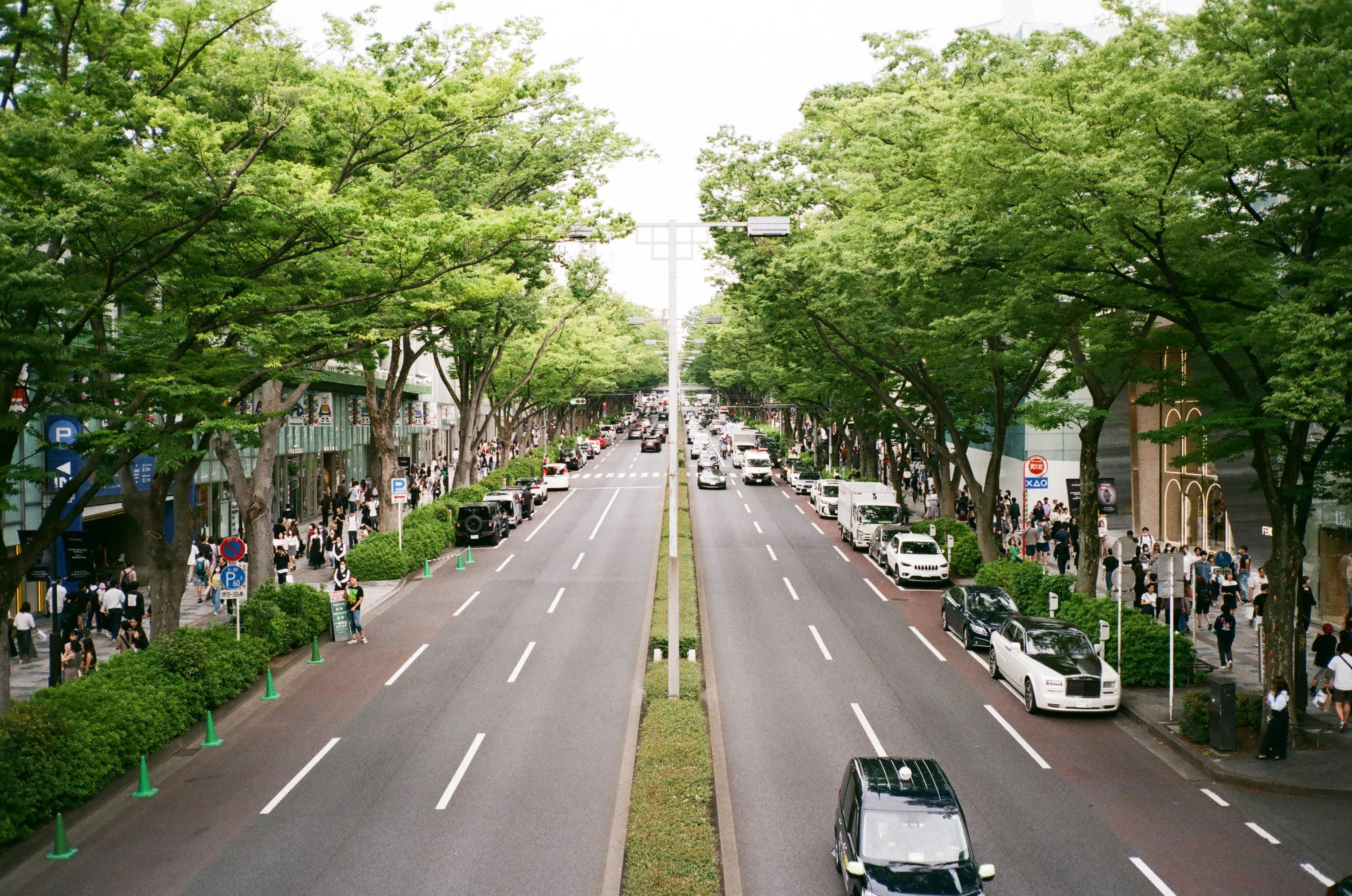 A Green Corridor: Aerial View of a Busy Avenue Framed by Canopied Trees