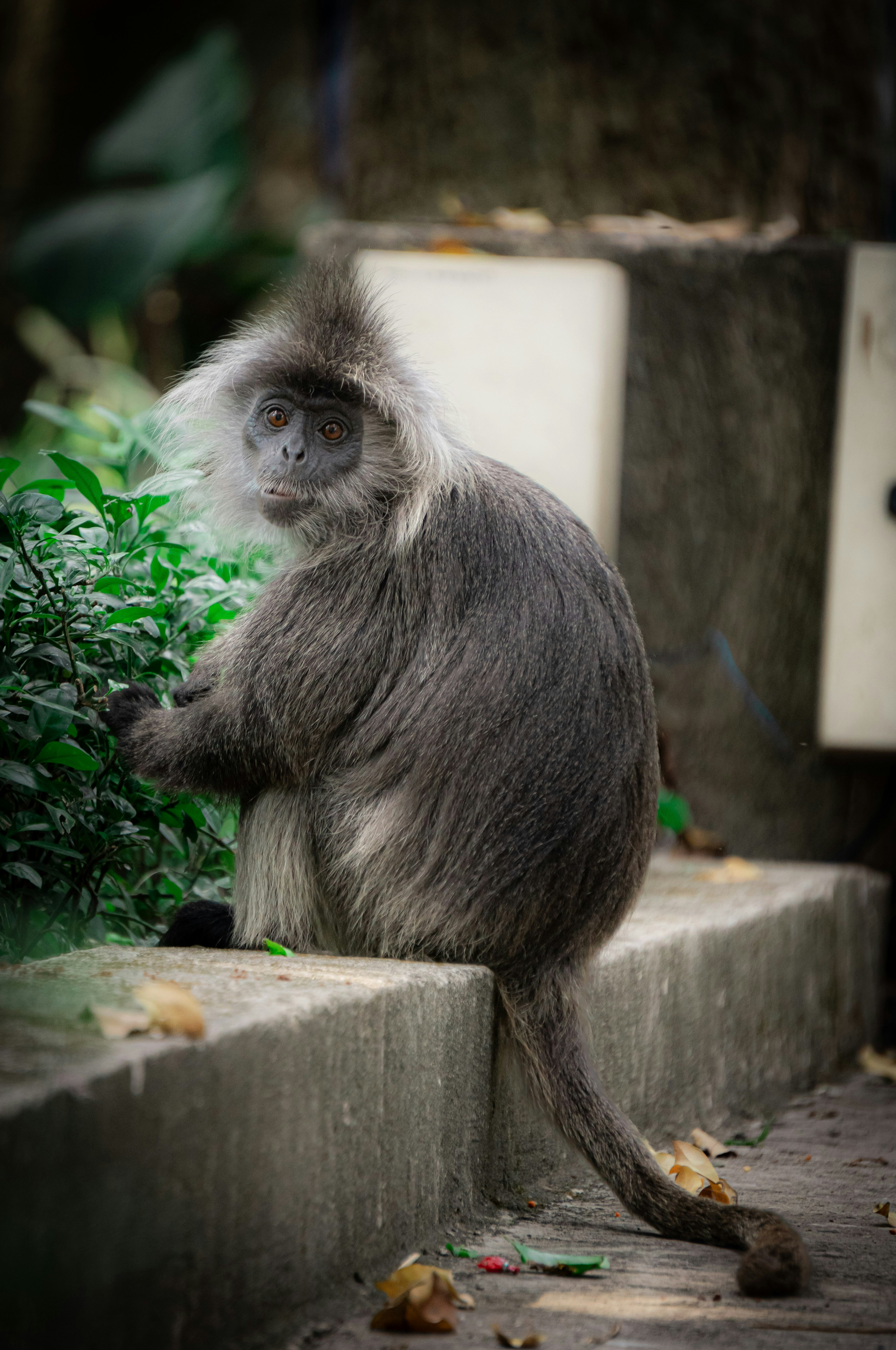 A Curious Silver-Gray Monkey Pauses on the Concrete Edge