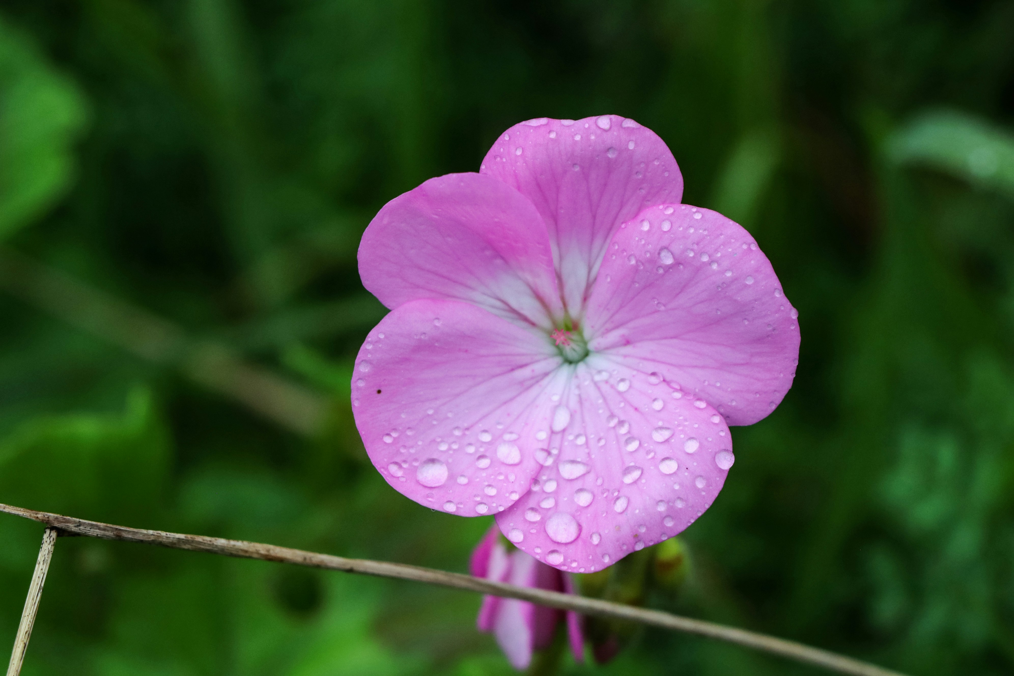 Pink Flower a Probable Morning Dew in a Green Glass Garden