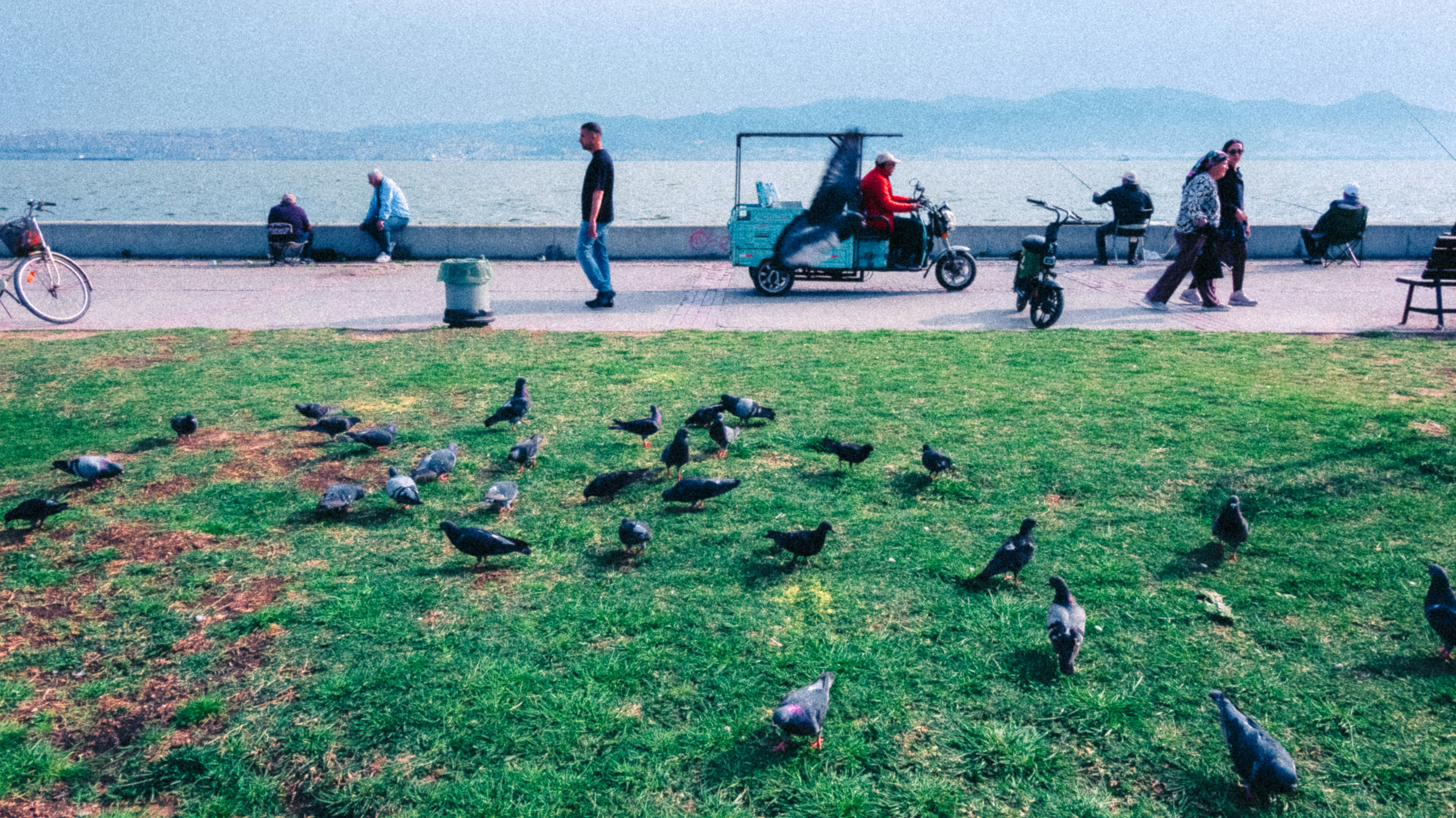 Pigeons at the Seafront: Grass, Sea, and Social Scene