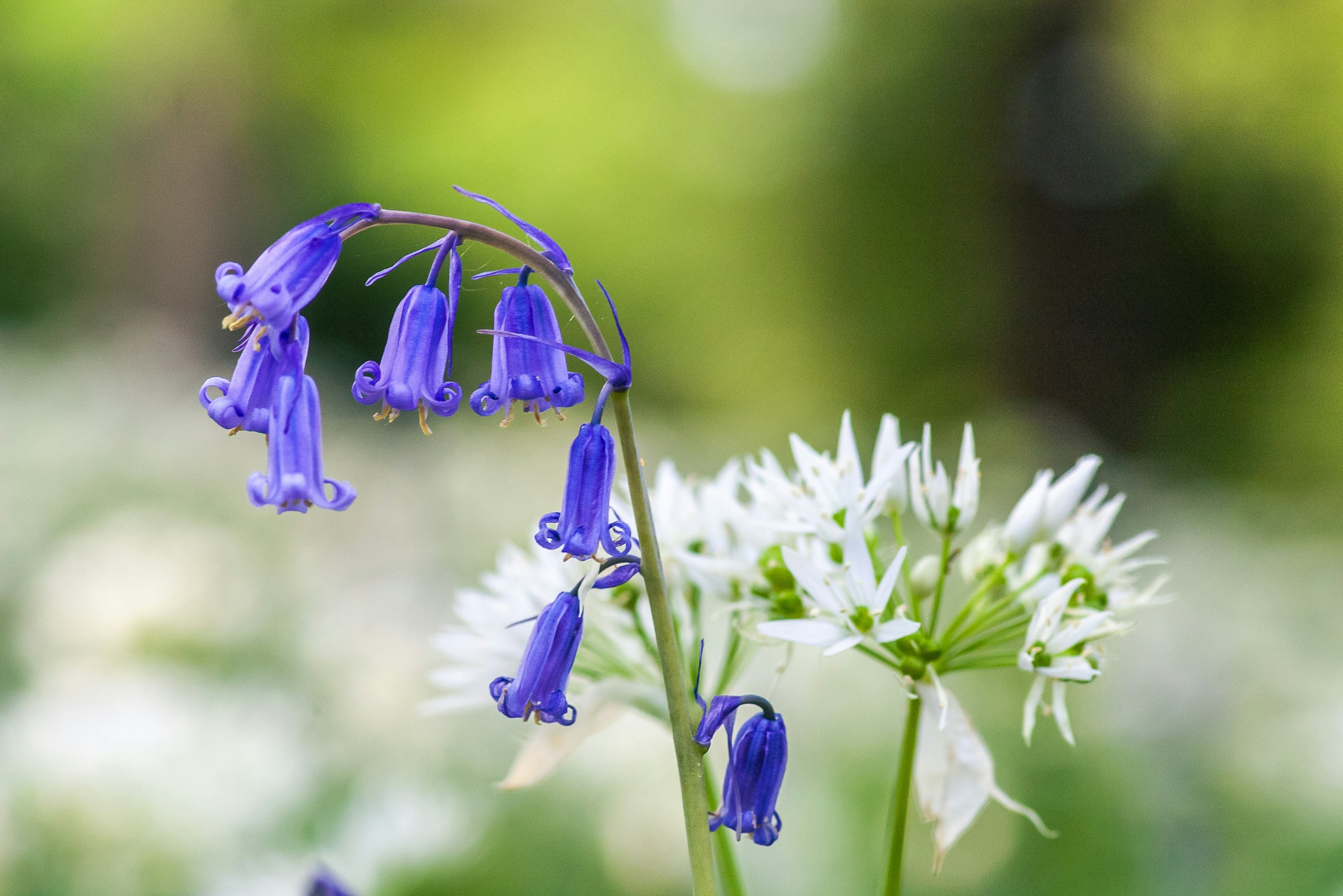Blue bells and white blooms: a quiet garden moment