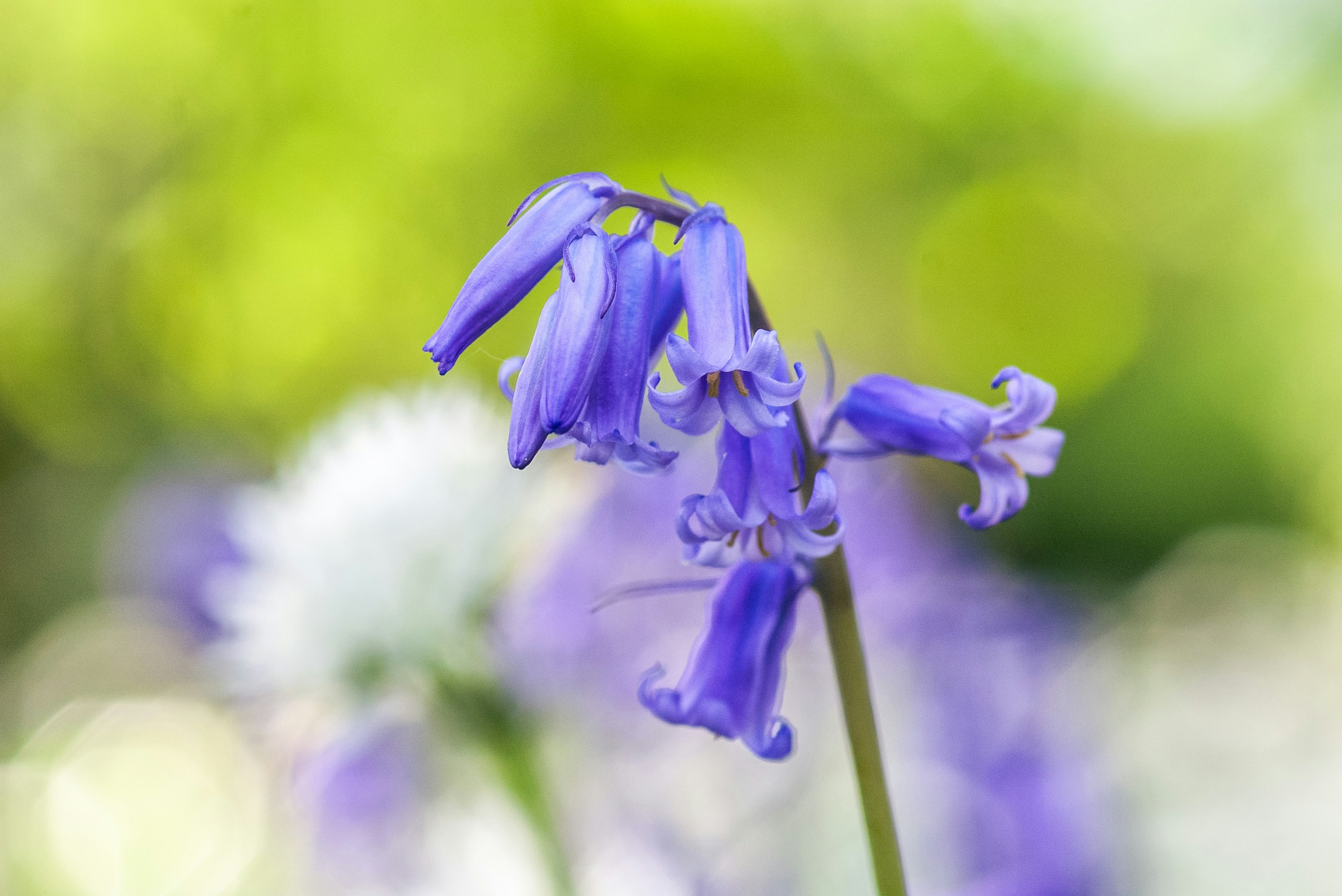 Bluebell Close-Up: A Fragile Bloom against a Soft Summer Glow