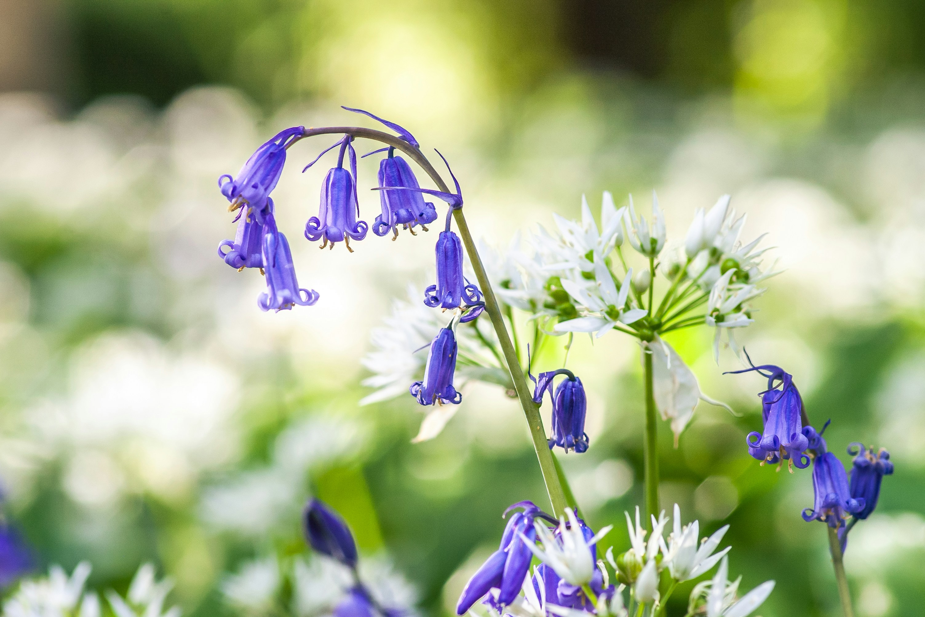 Purple bells in a sunlit meadow: a delicate bloom against a soft blur