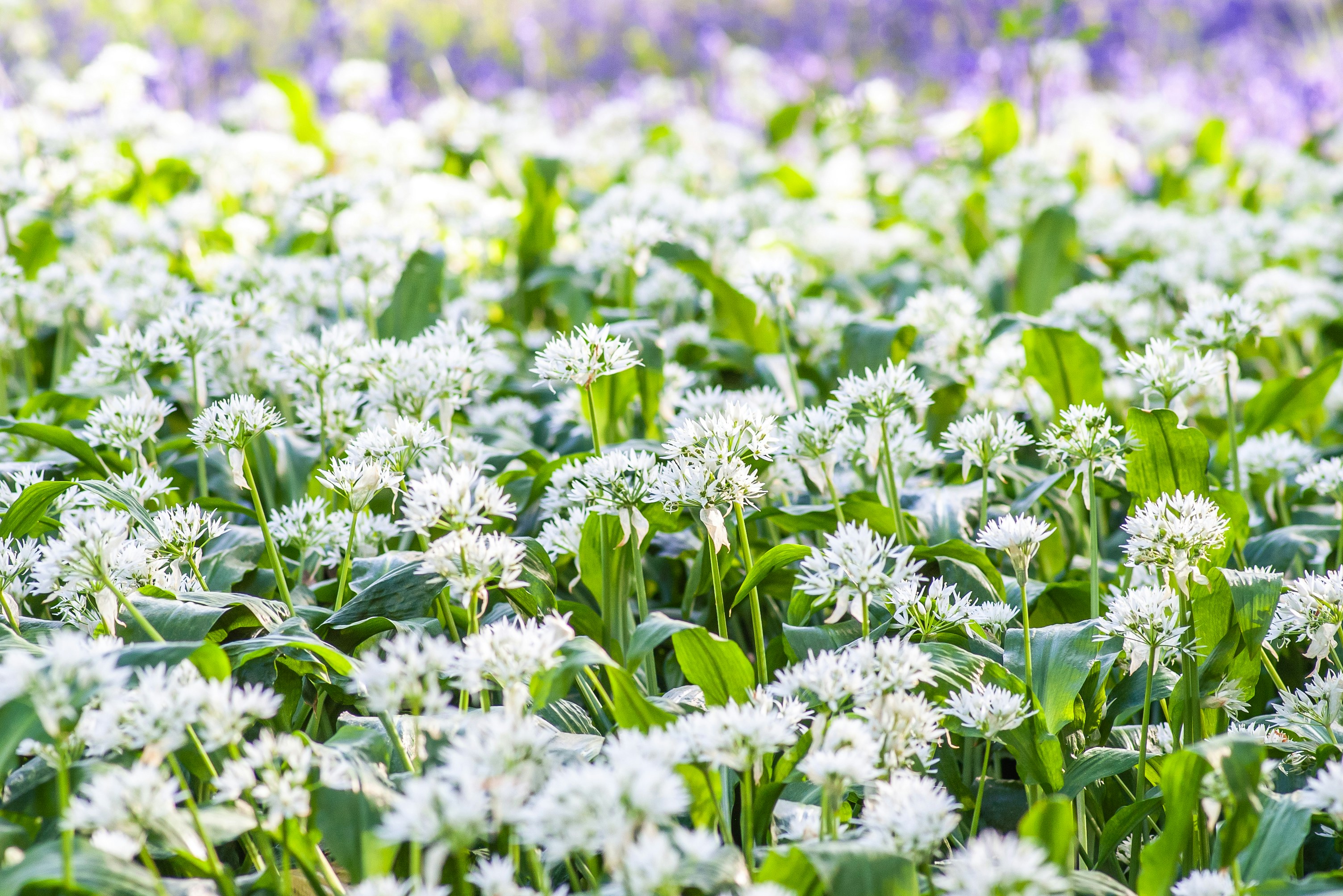 Field of White Bloom: A Sea of Alliums in Bright Spring Light