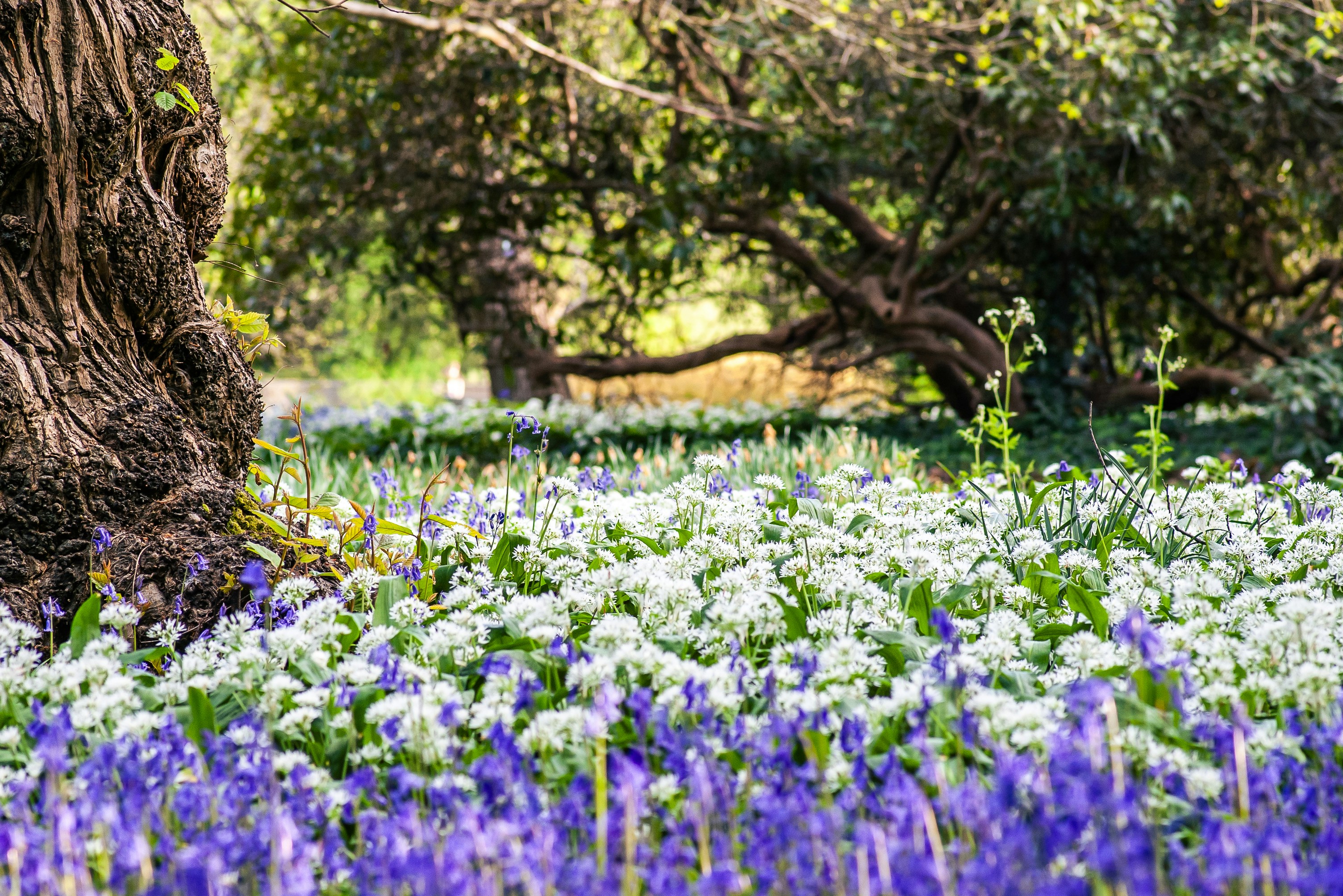Sea of white and violet blooms under spreading branches by a gnarled trunk
