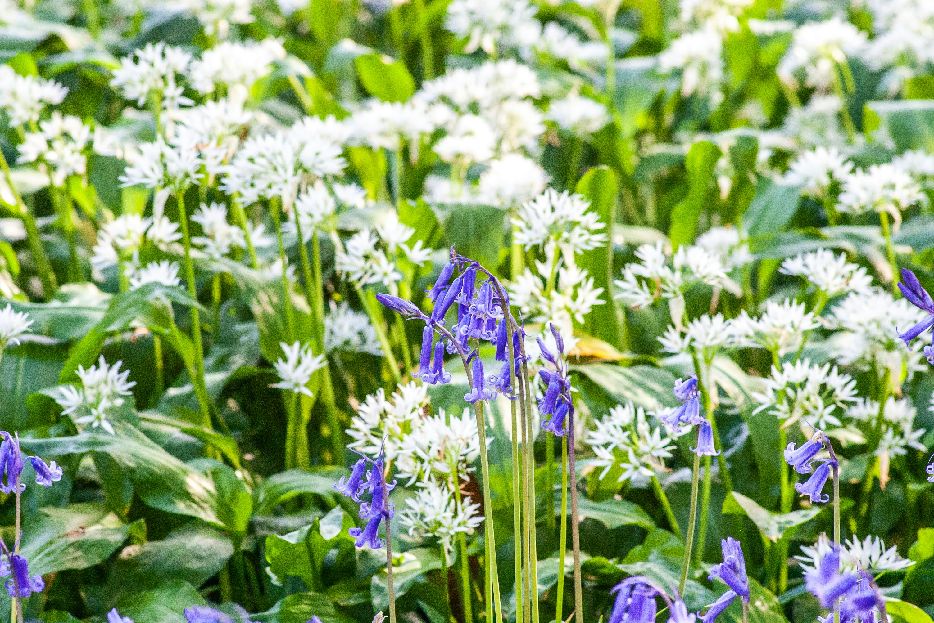 Purple bells among white blossoms: a garden vignette
