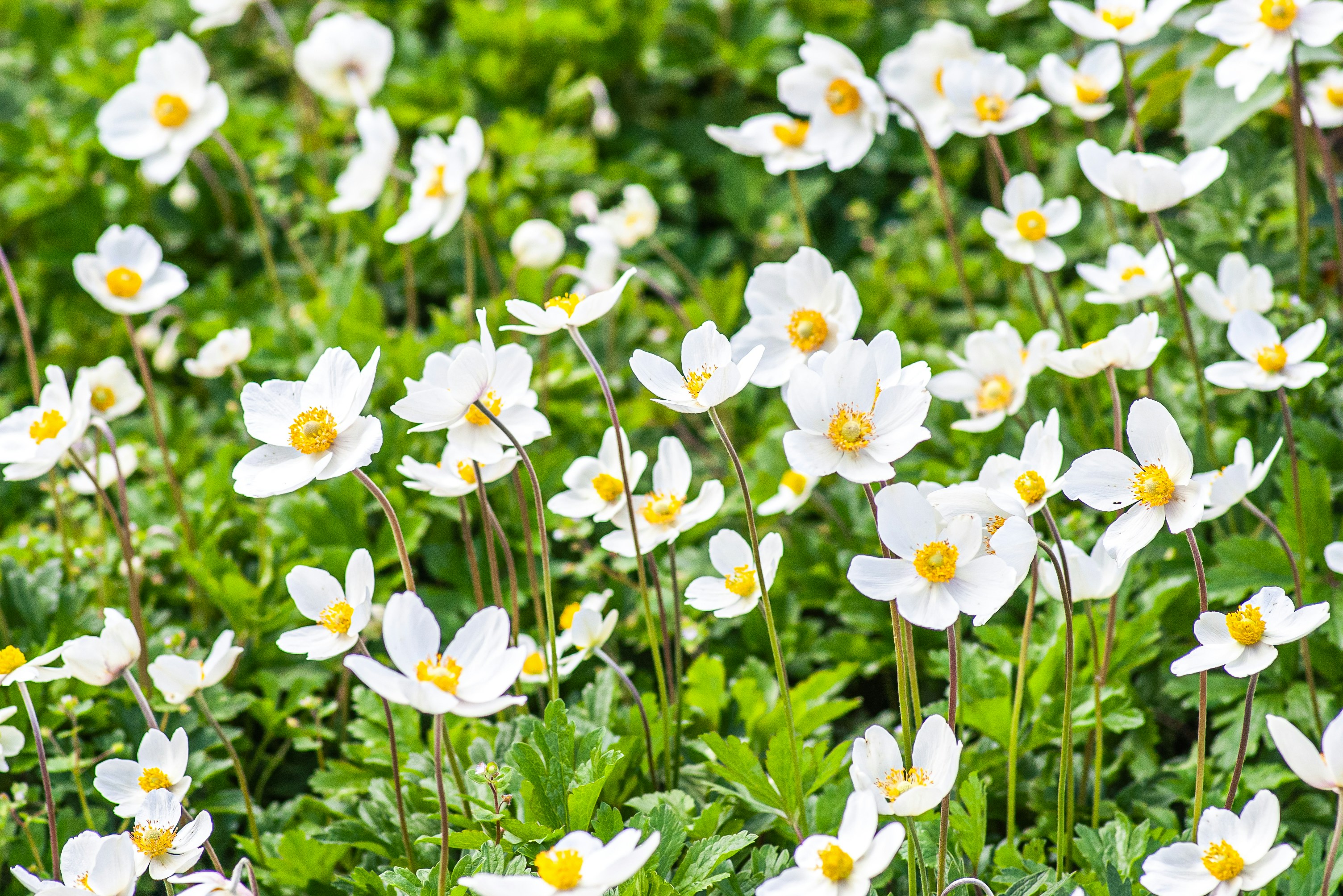 White anemone bloom carpet in sunlit garden edge