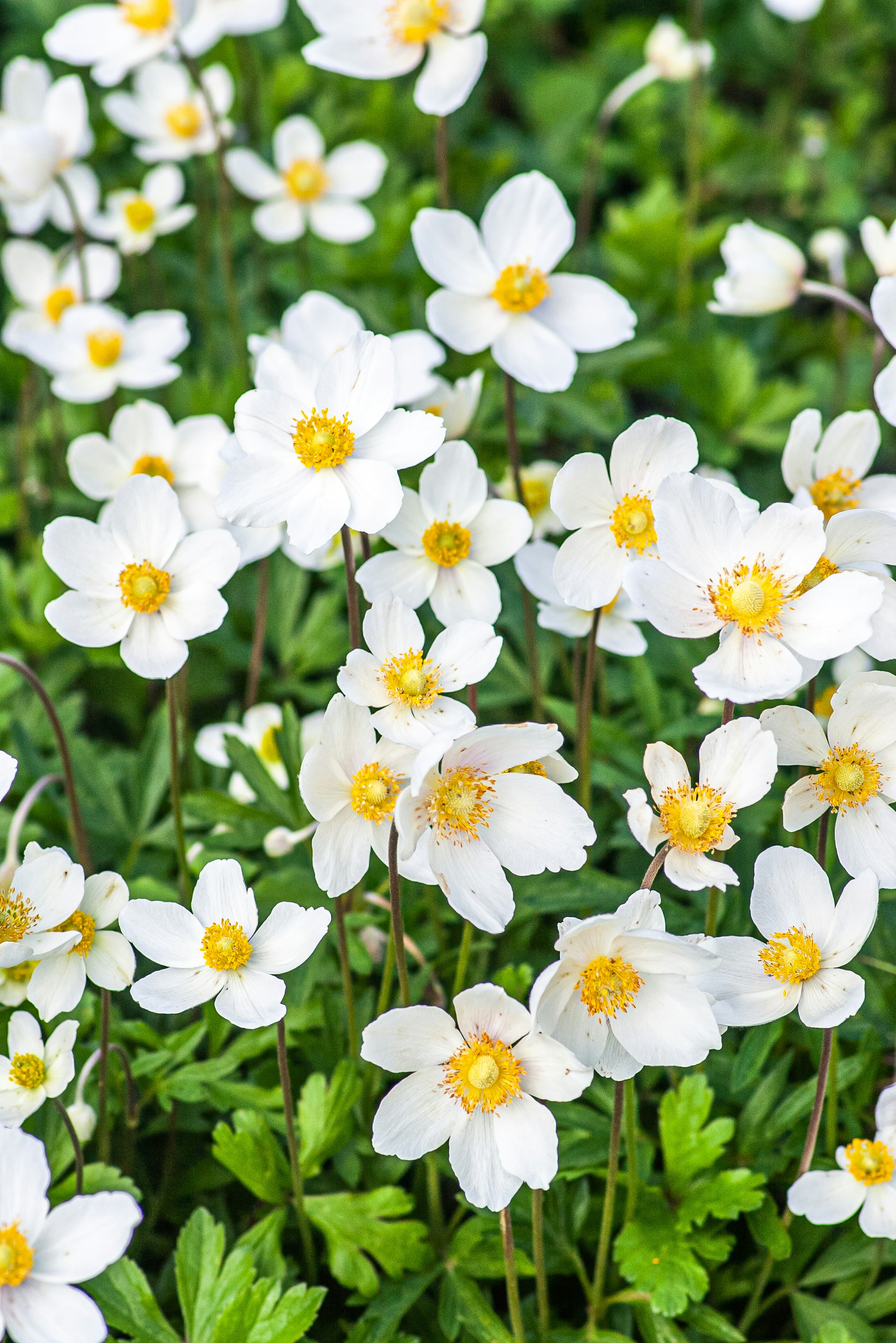 Petal Chorus: White Florals Amid Verdant Foliage