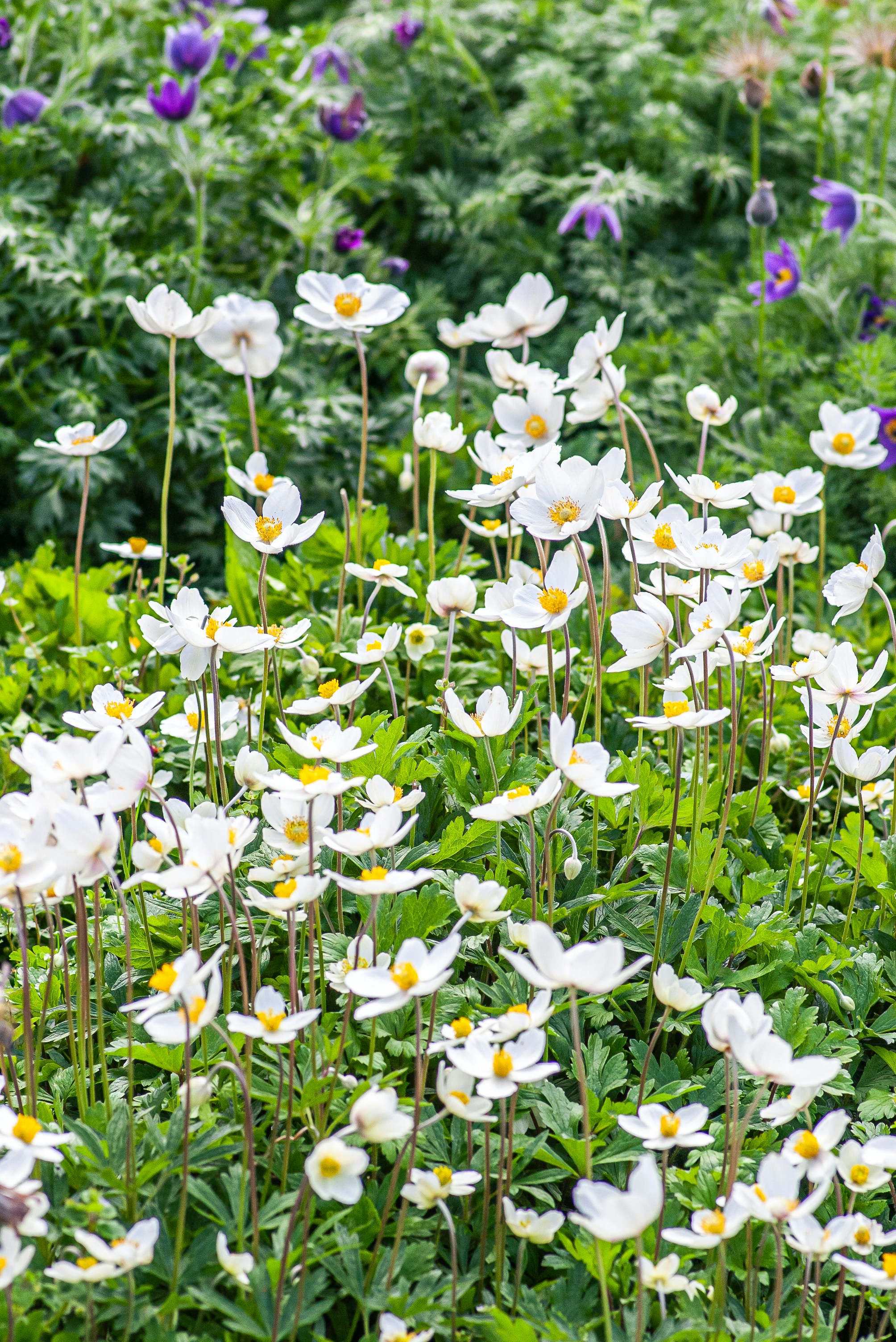 White-pisted meadow: daisies rising among green foliage