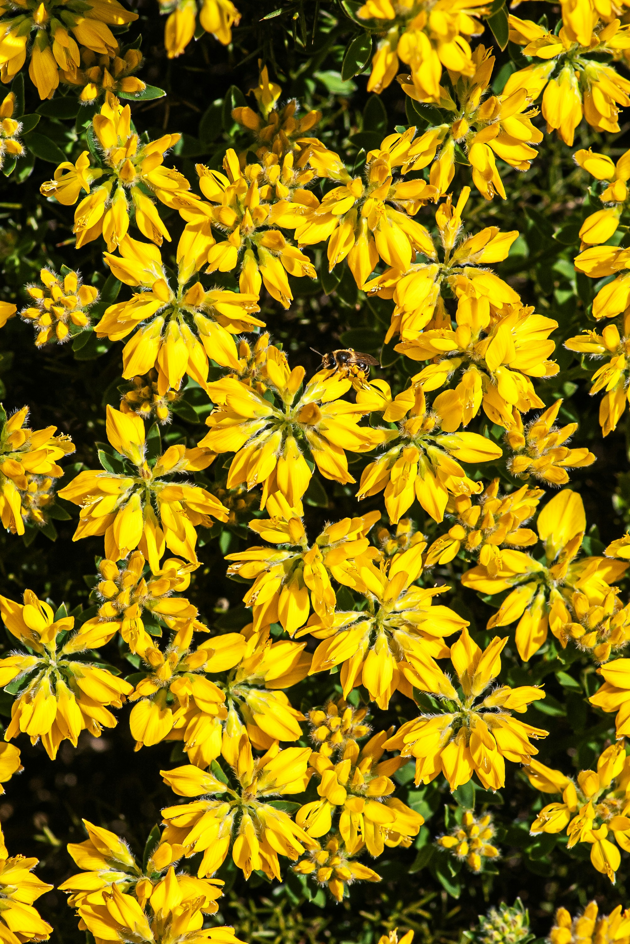 Sunlit Golden Blooms: A Field of Bright Yellow Stars