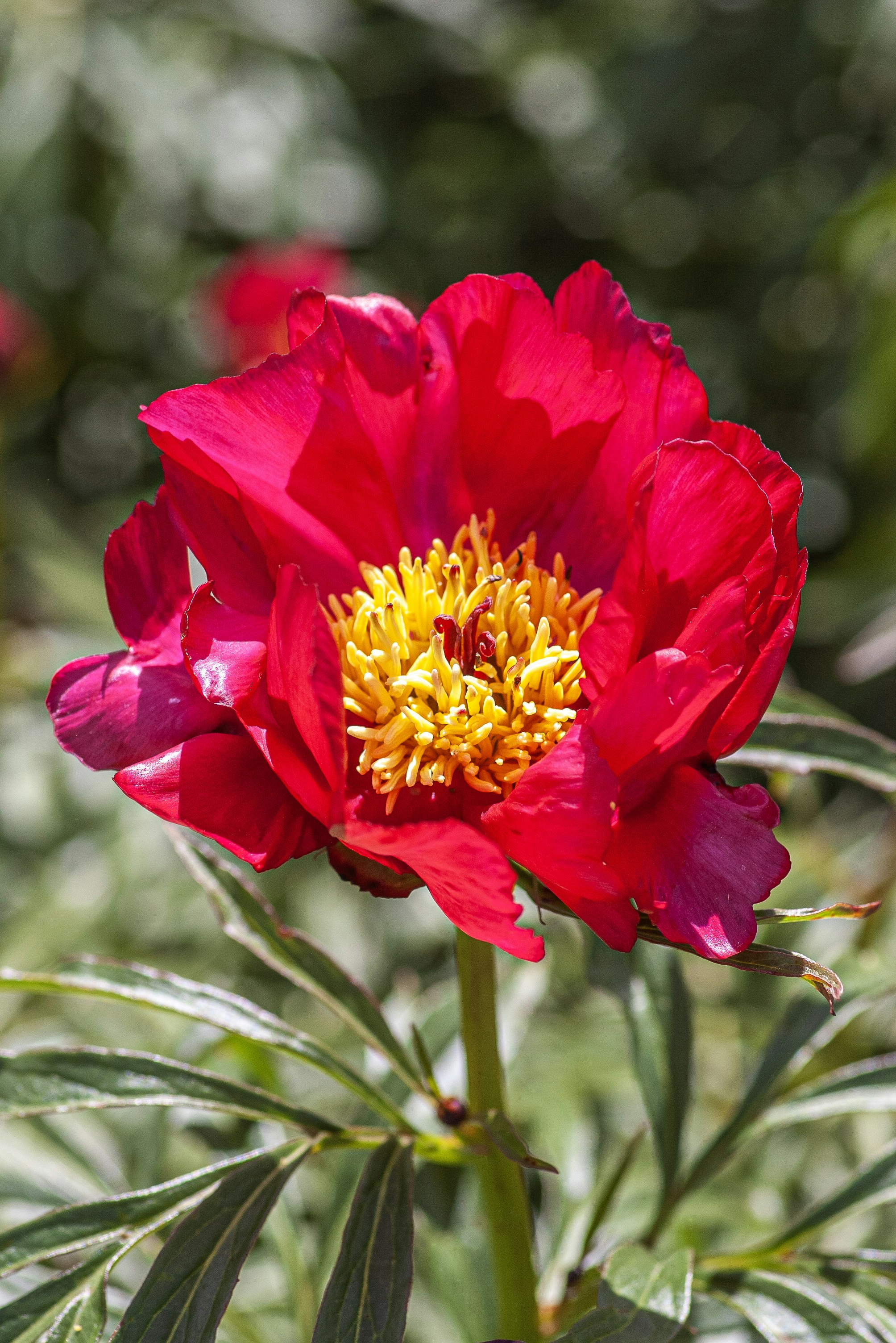 Crimson Bloom: Close-Up of a Peony with Golden Core