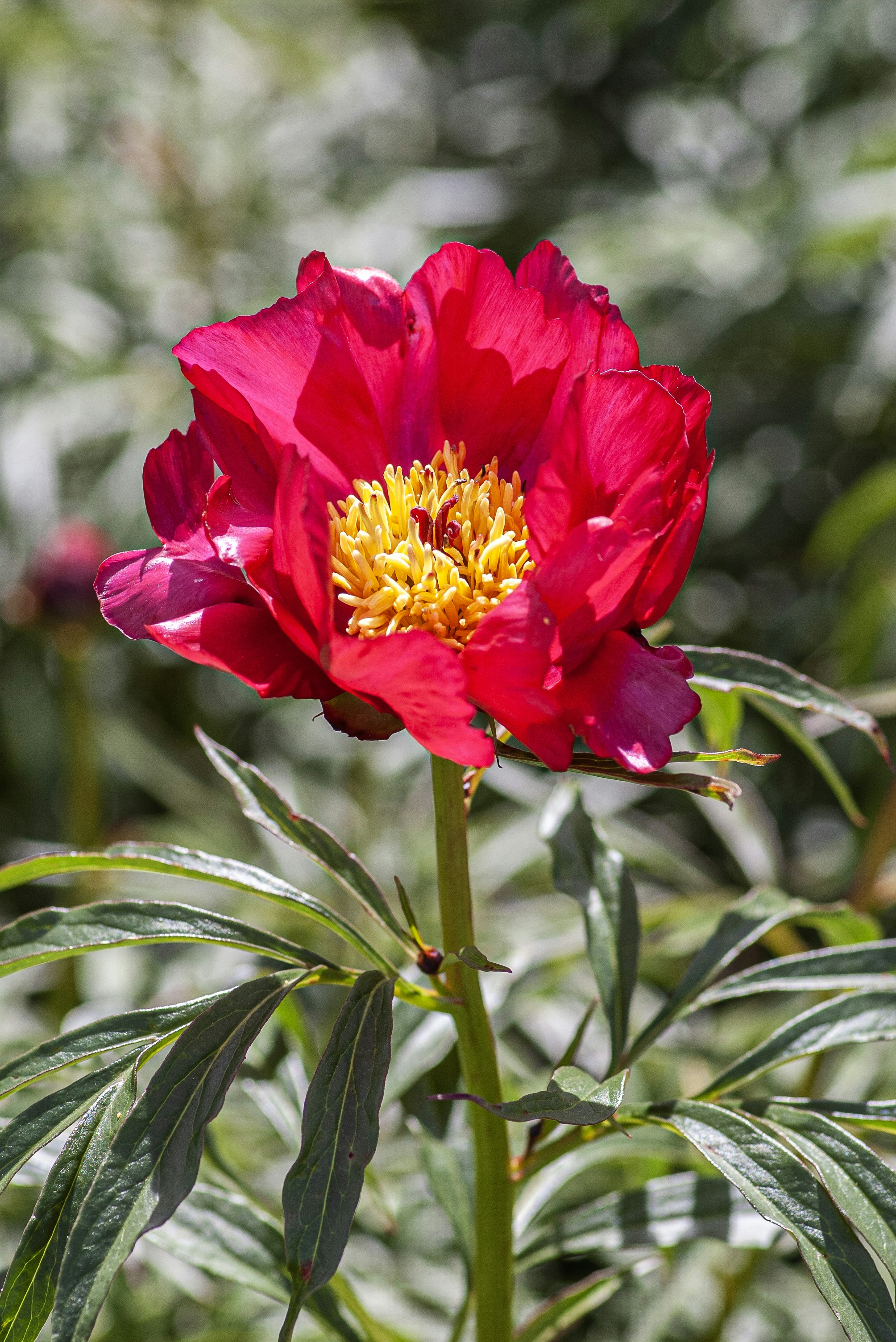 Crimson Peony Crown: A Bold Bloom in Sunlit Foliage