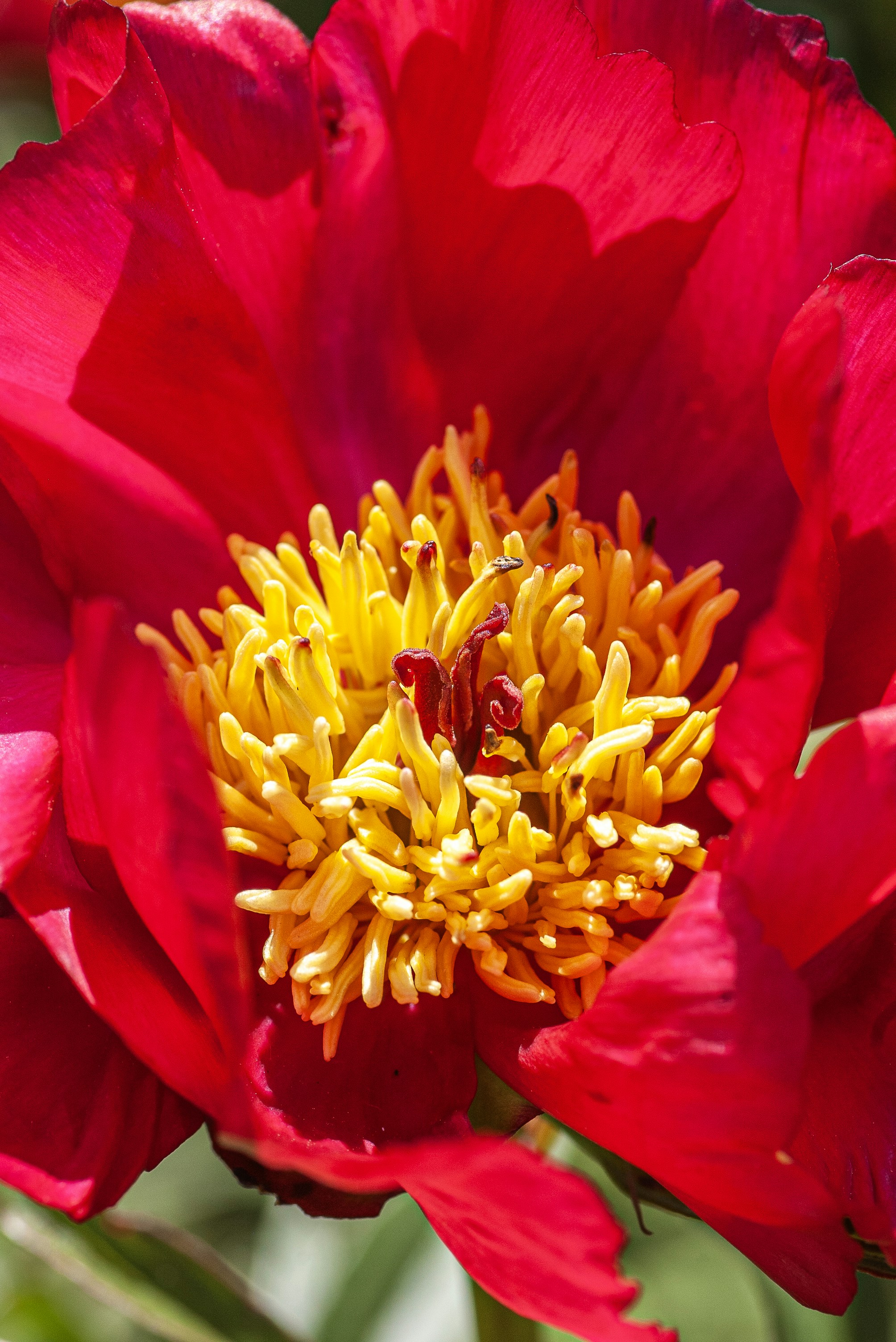 Crimson Petals, Golden Core: A Close-Up of Peony in Sunlit Detail