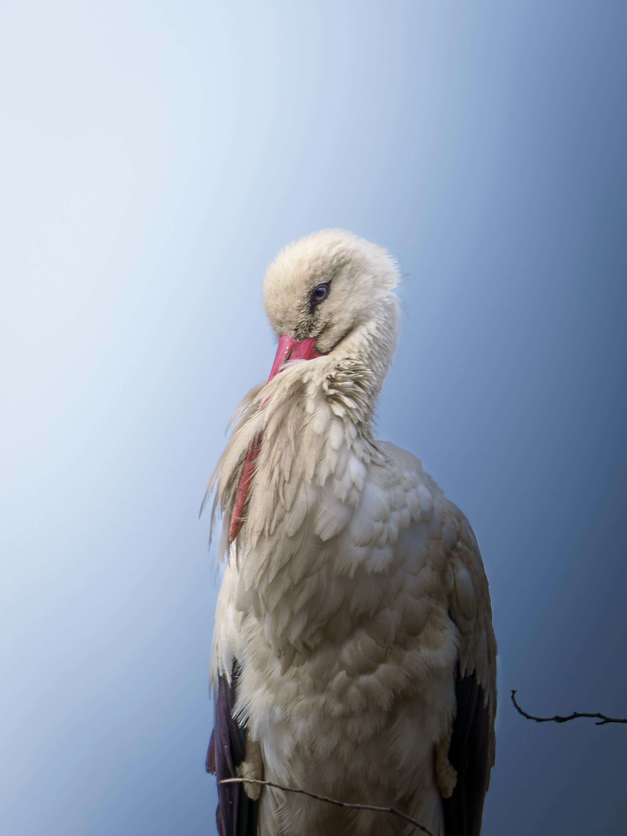Soft Majesty: a Stretched Pose of a Egret-like Crest in Blue Light