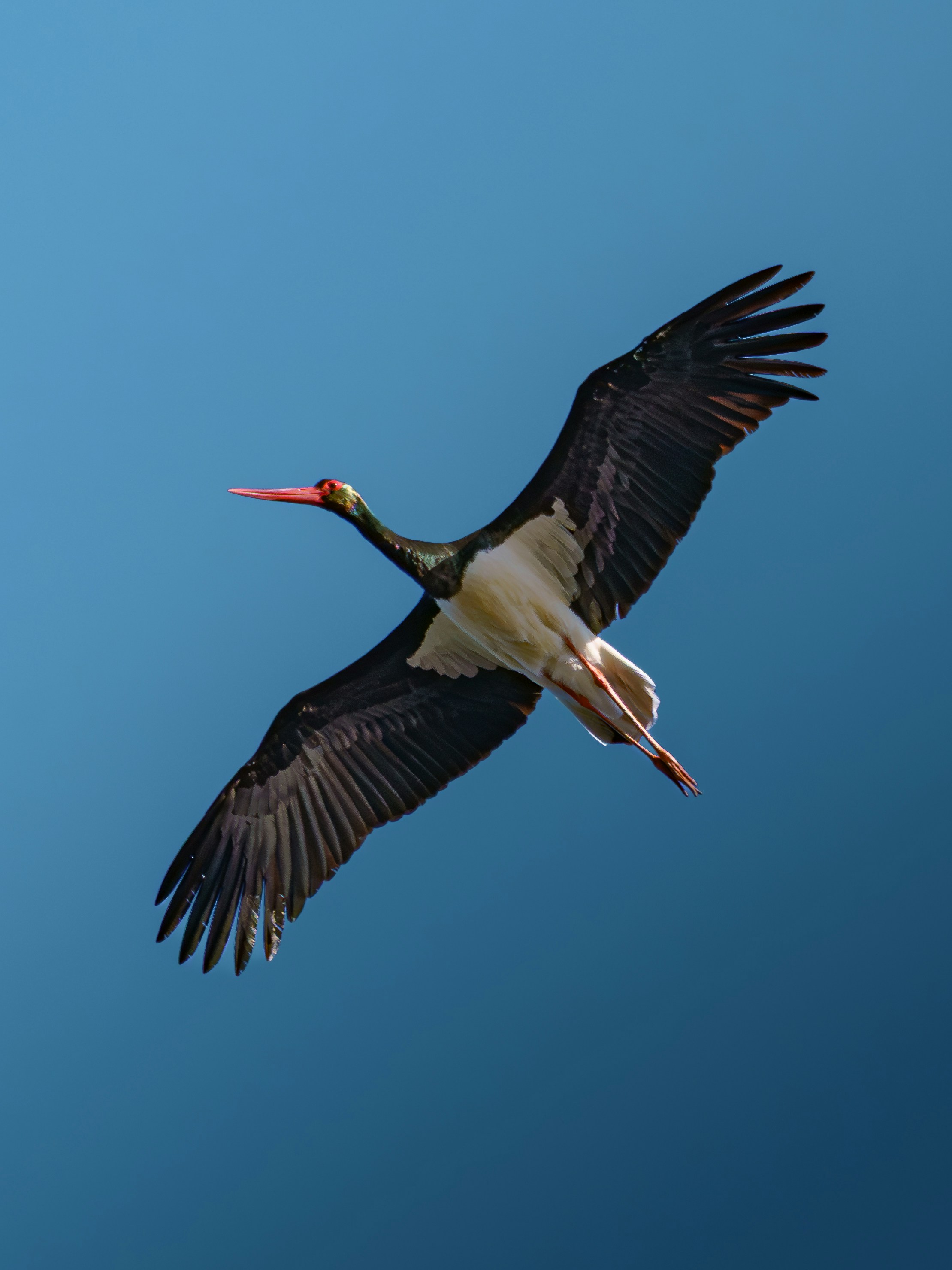 Soaring Heron Mlight—a Tern in Blue