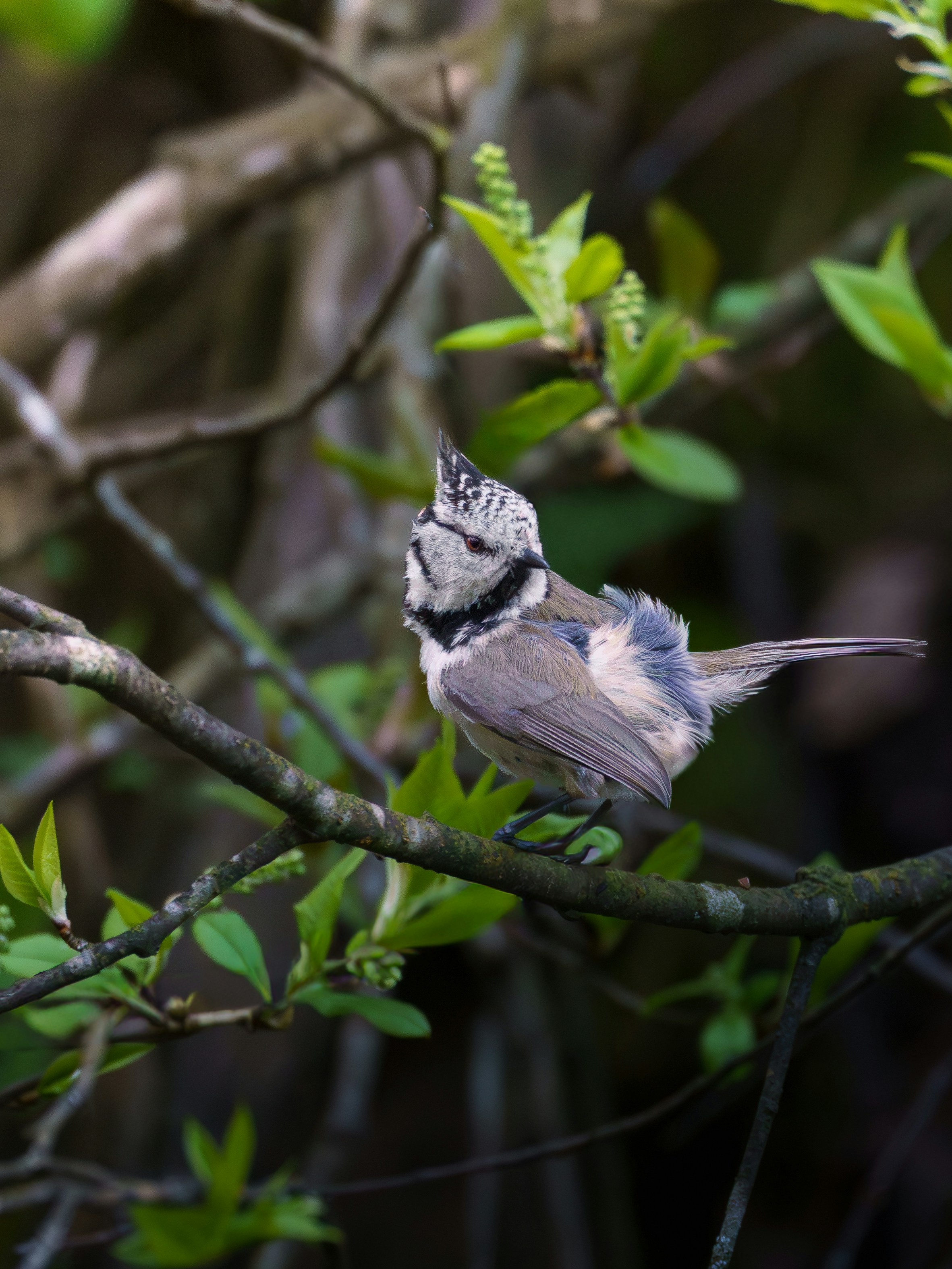 Perched Parus: A Long-tailed Tit Among New Spring Growth