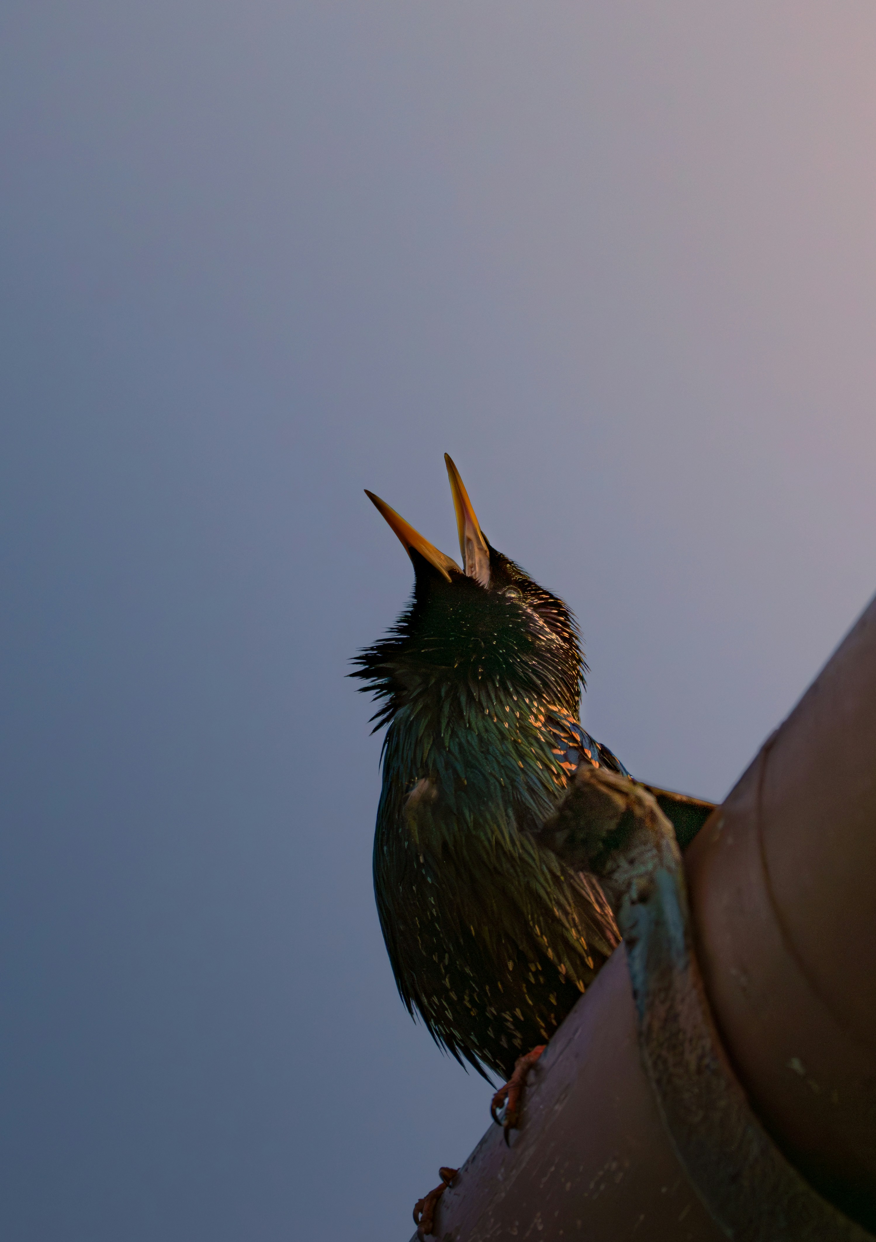 Crowned in the Wind: A Common Blackbird Call at Roofline