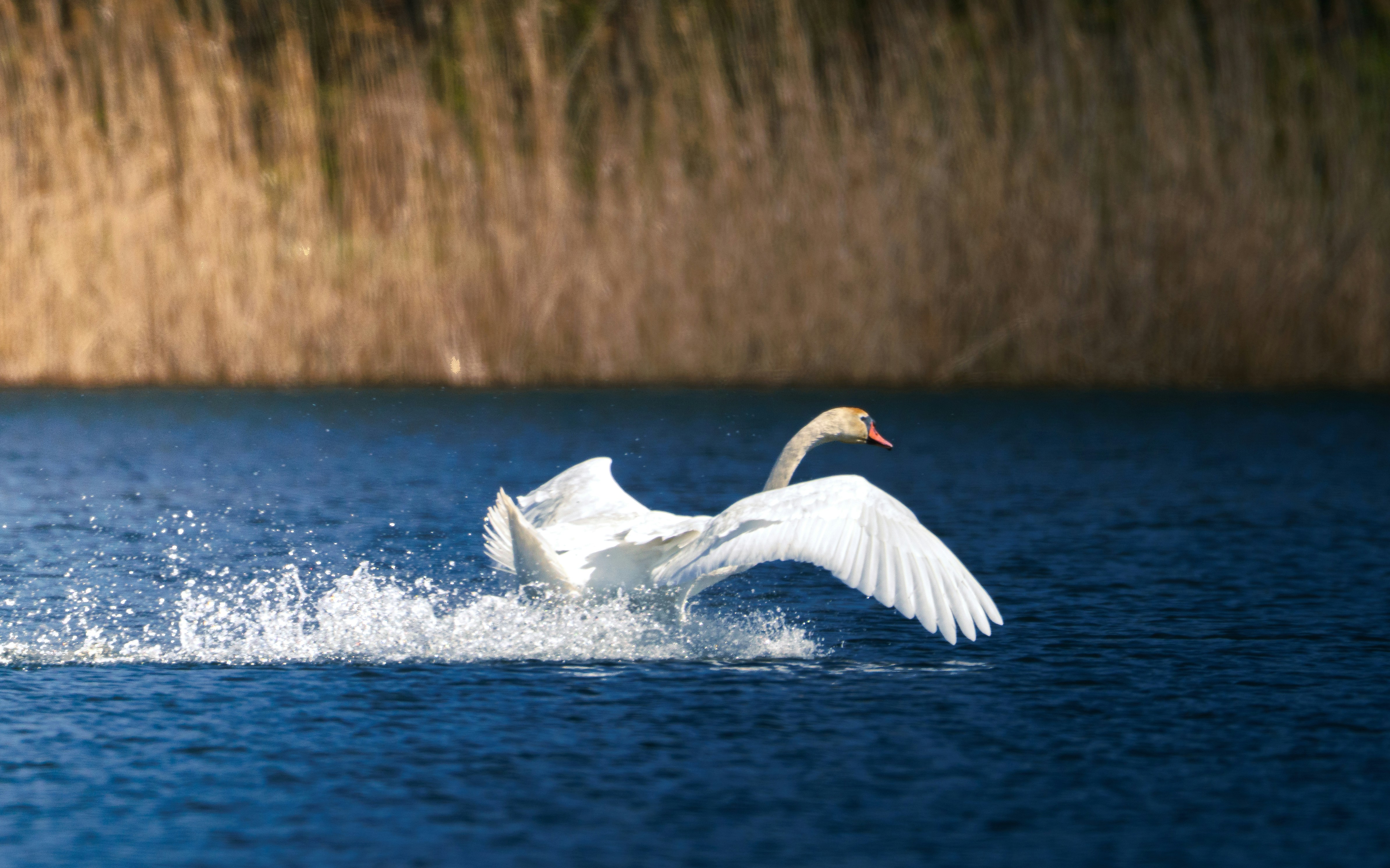 Wingbeat of a White Swan: Glide Break on a Blue Mirror