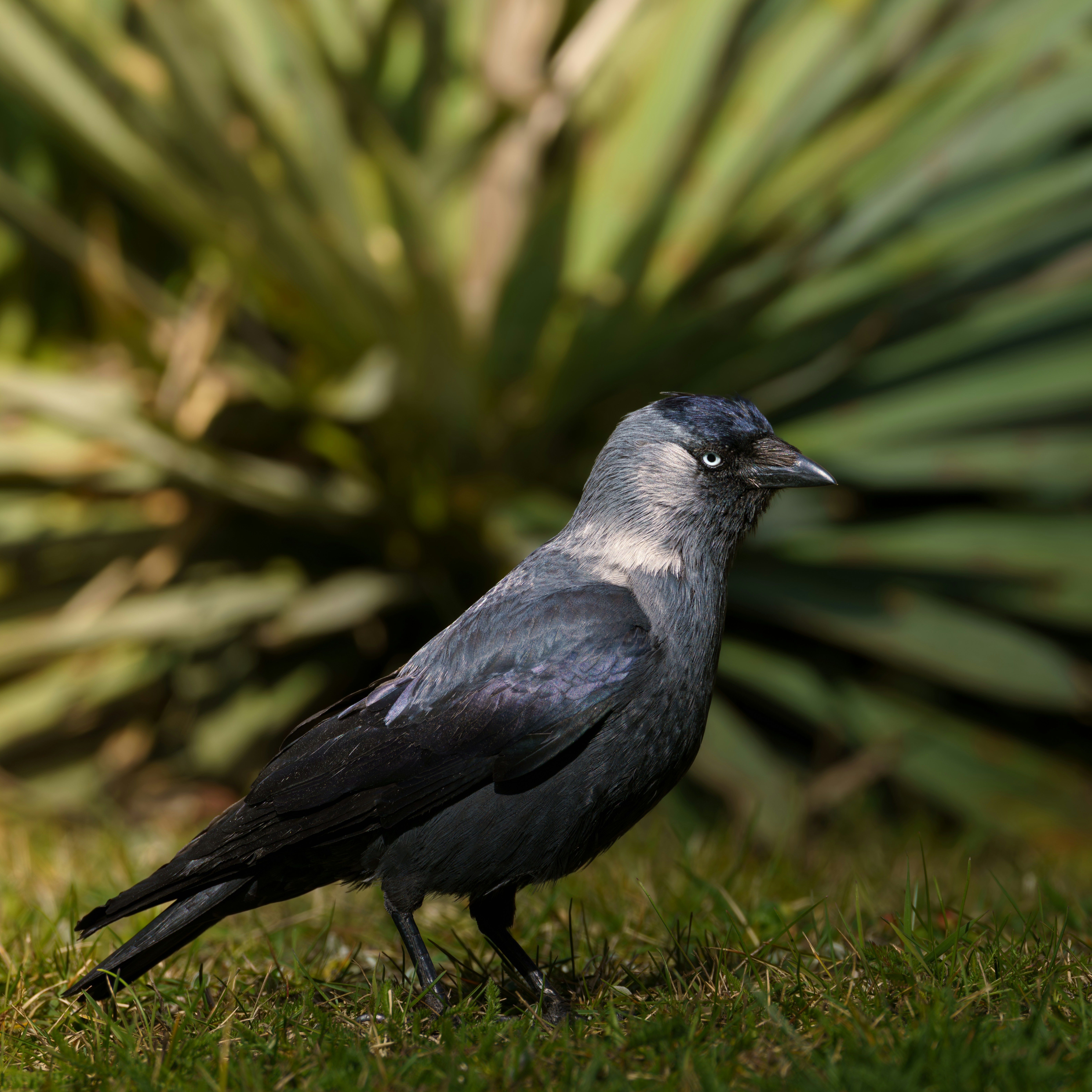 Midday Watch: Grey Crow on Green Carpet