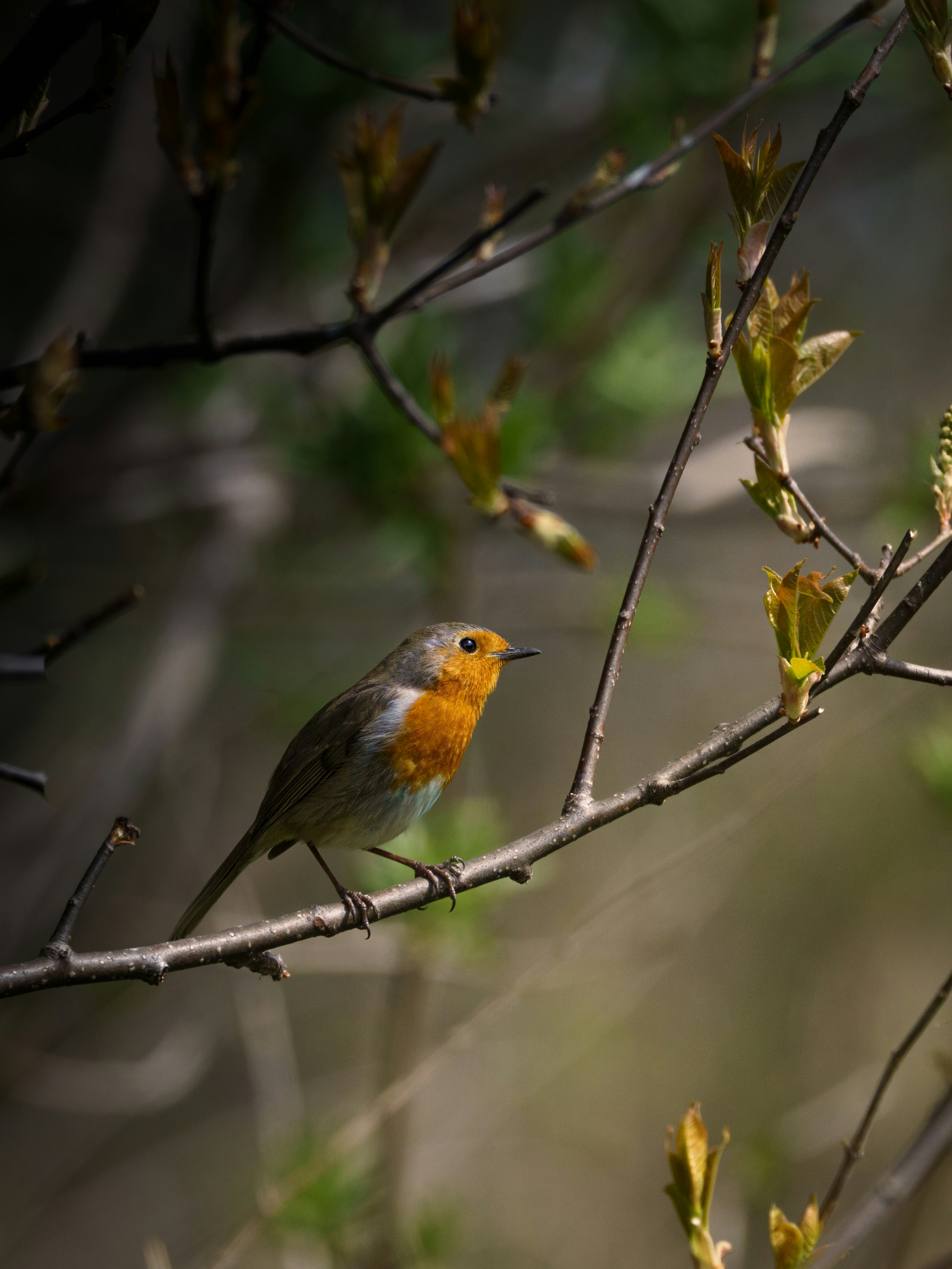 Robin on a Branch: A Quiet Moment in Dappled Spring Light