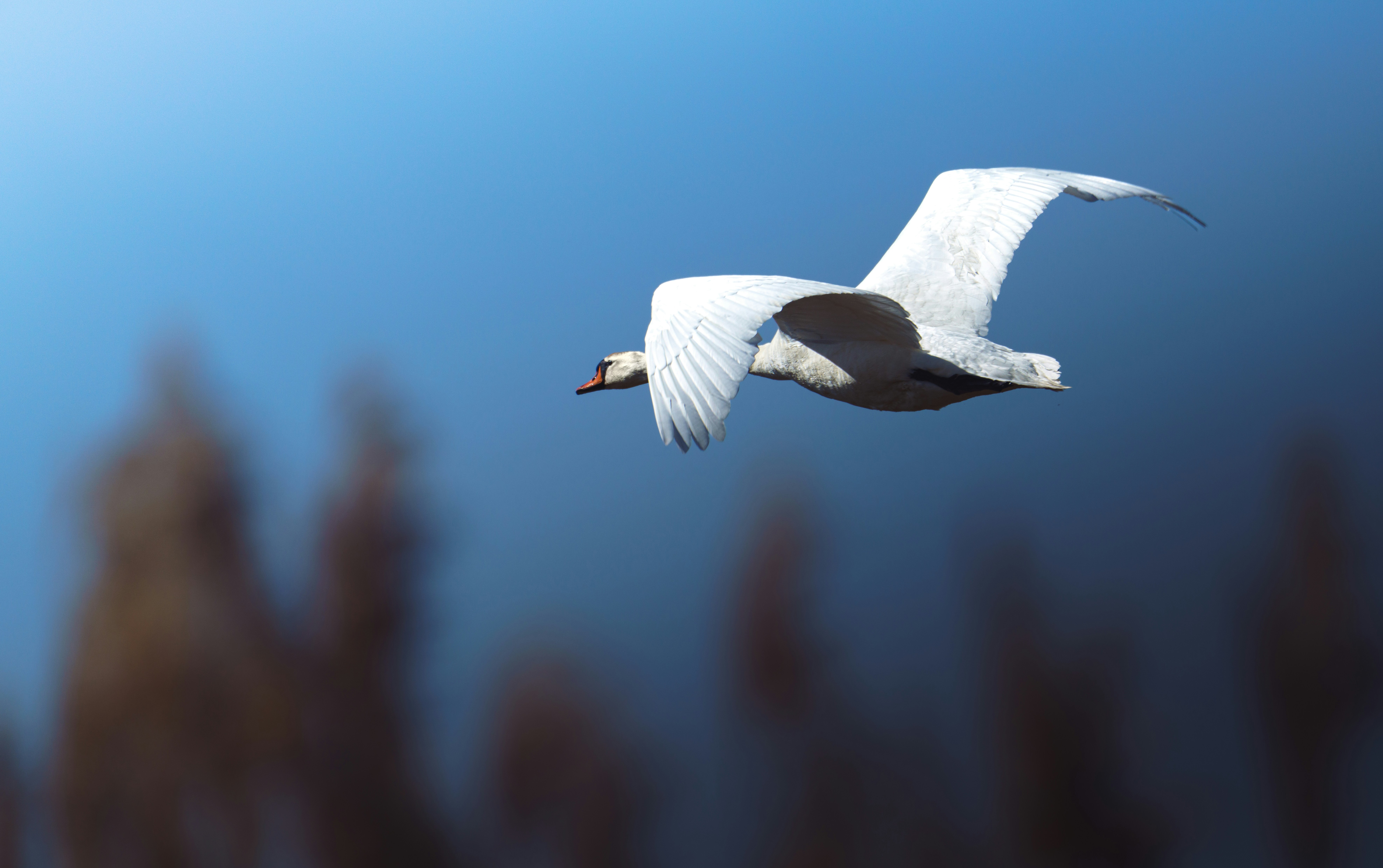 Wingbeat over blue haze: a white swan against distant reeds