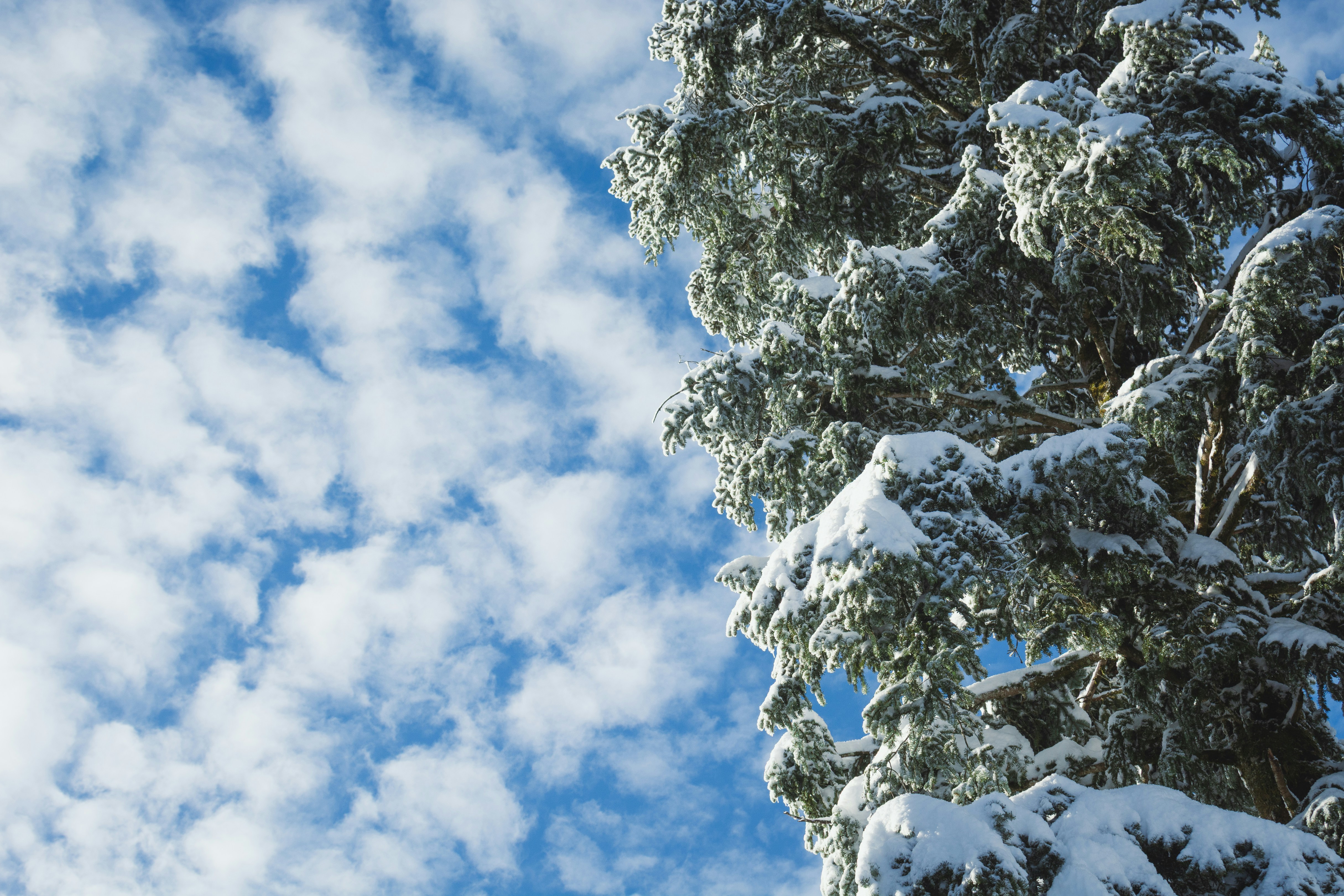 Snow-Capped Pines Framed Against a Bright Sky