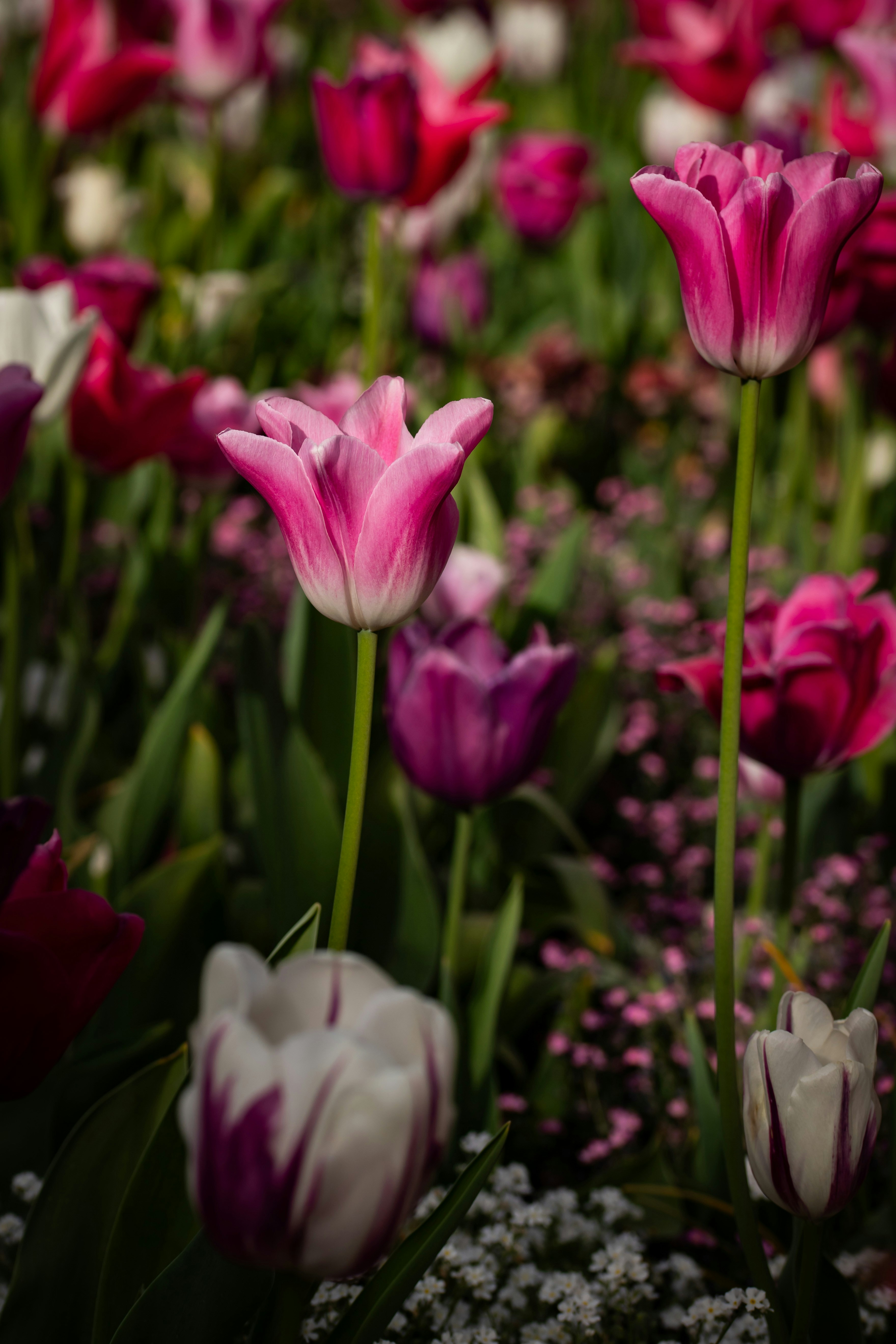Pink Petals in Focus: A Tulip Field's Quiet Center