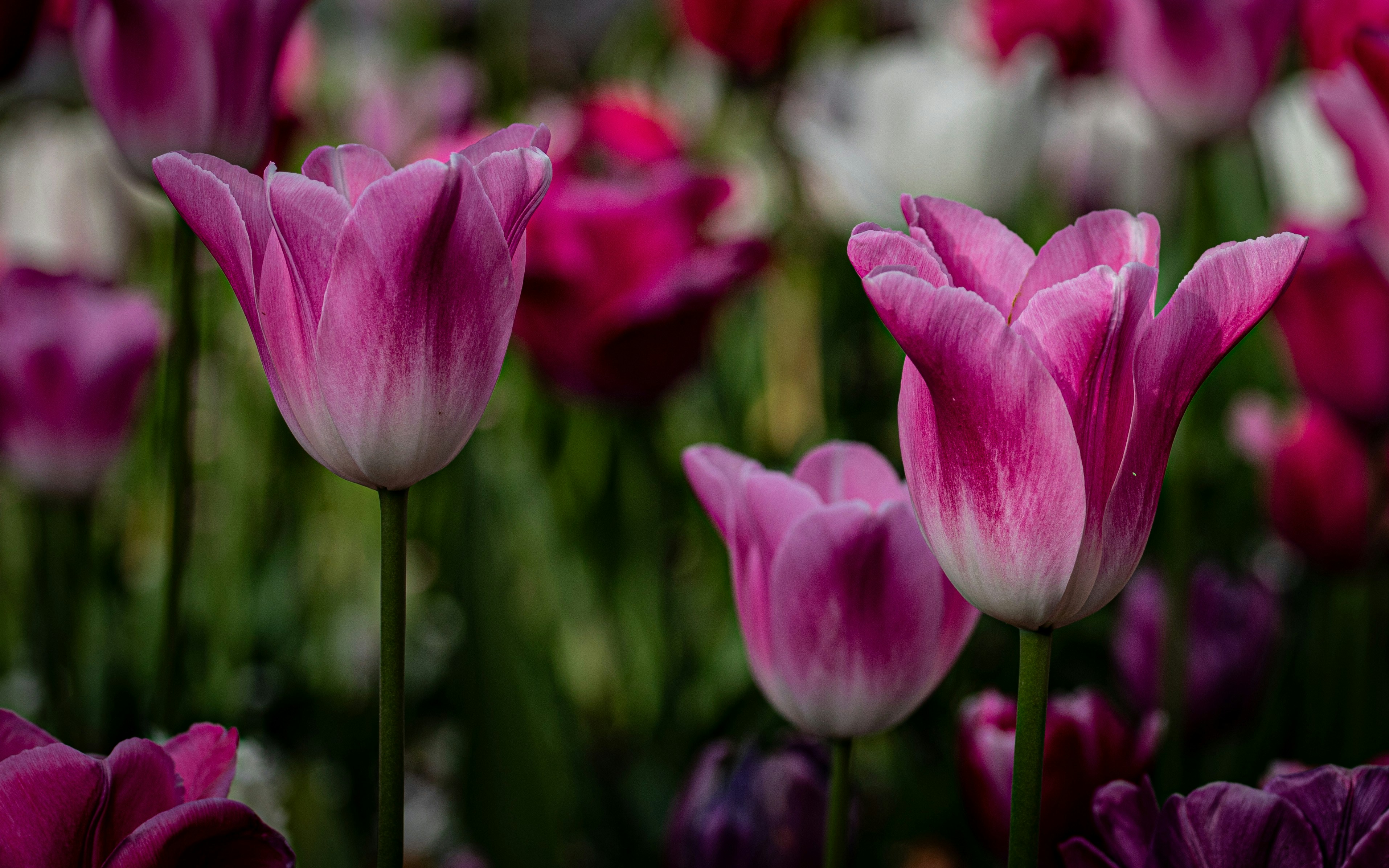 Pink Tulips in a Velvet Garden