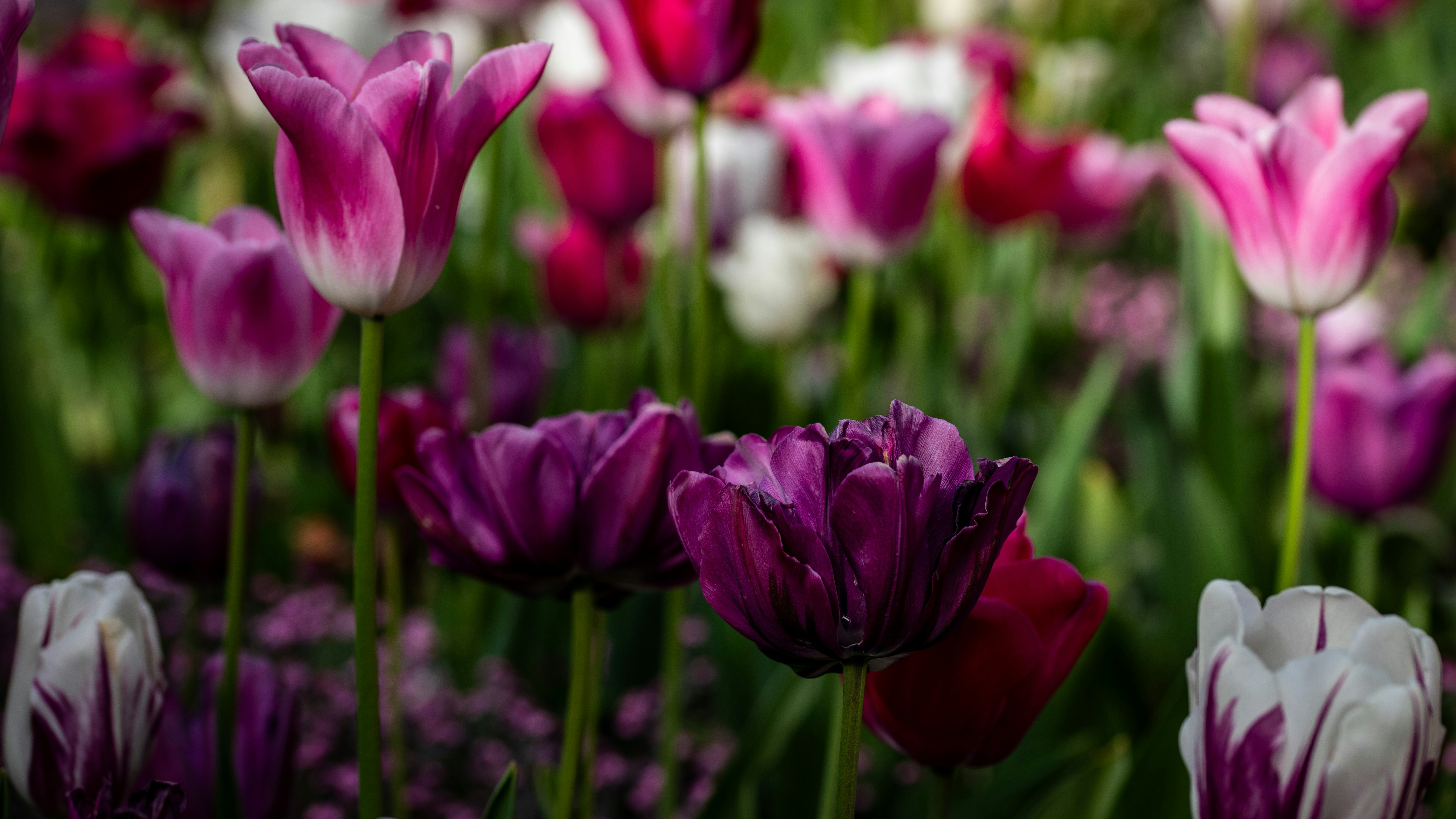 Purple Tulip Crown: A Moment Among a Blooming Field