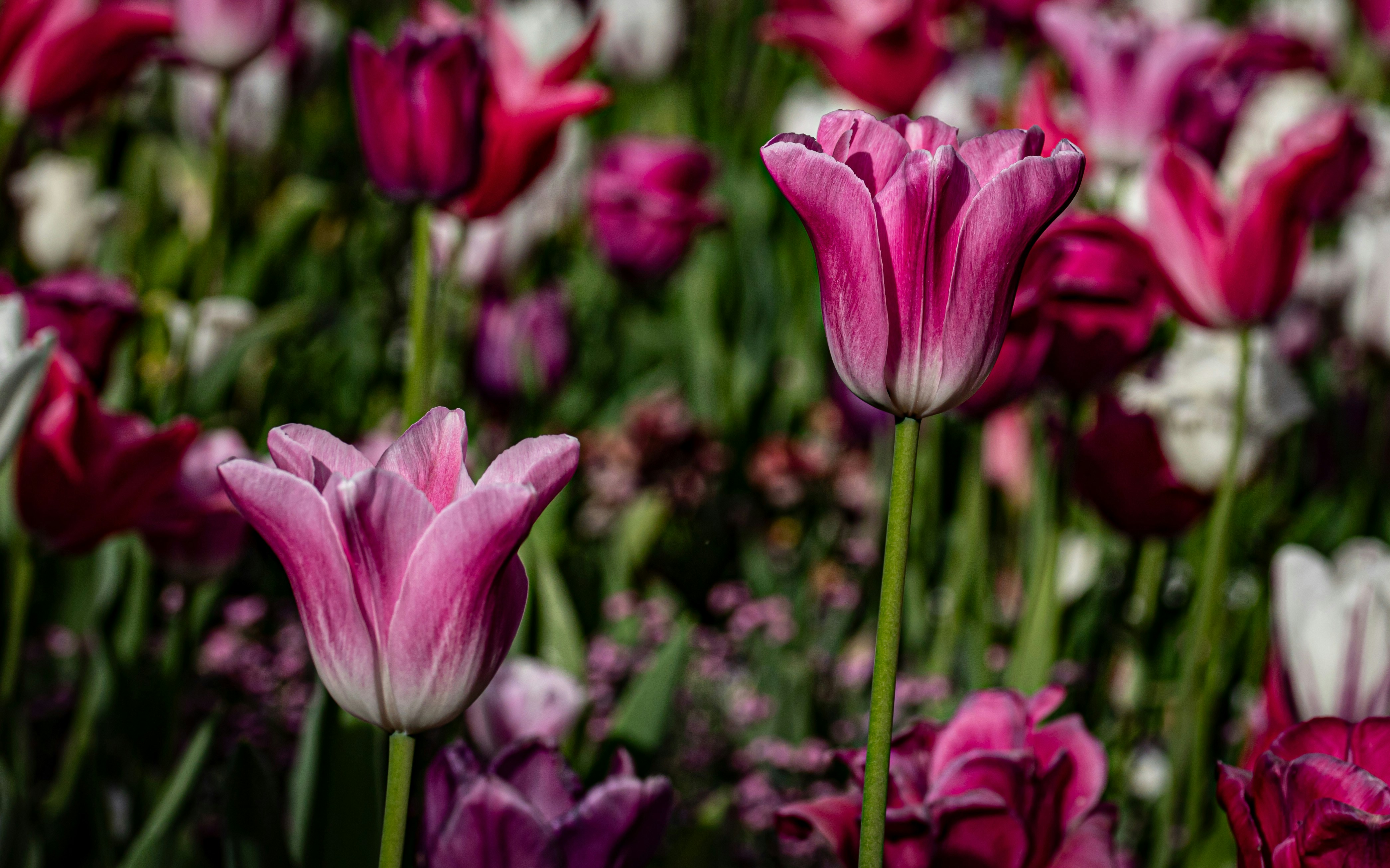 Pink Tulip Parade: A Close-Up of Petal Curves in a Garden Bed