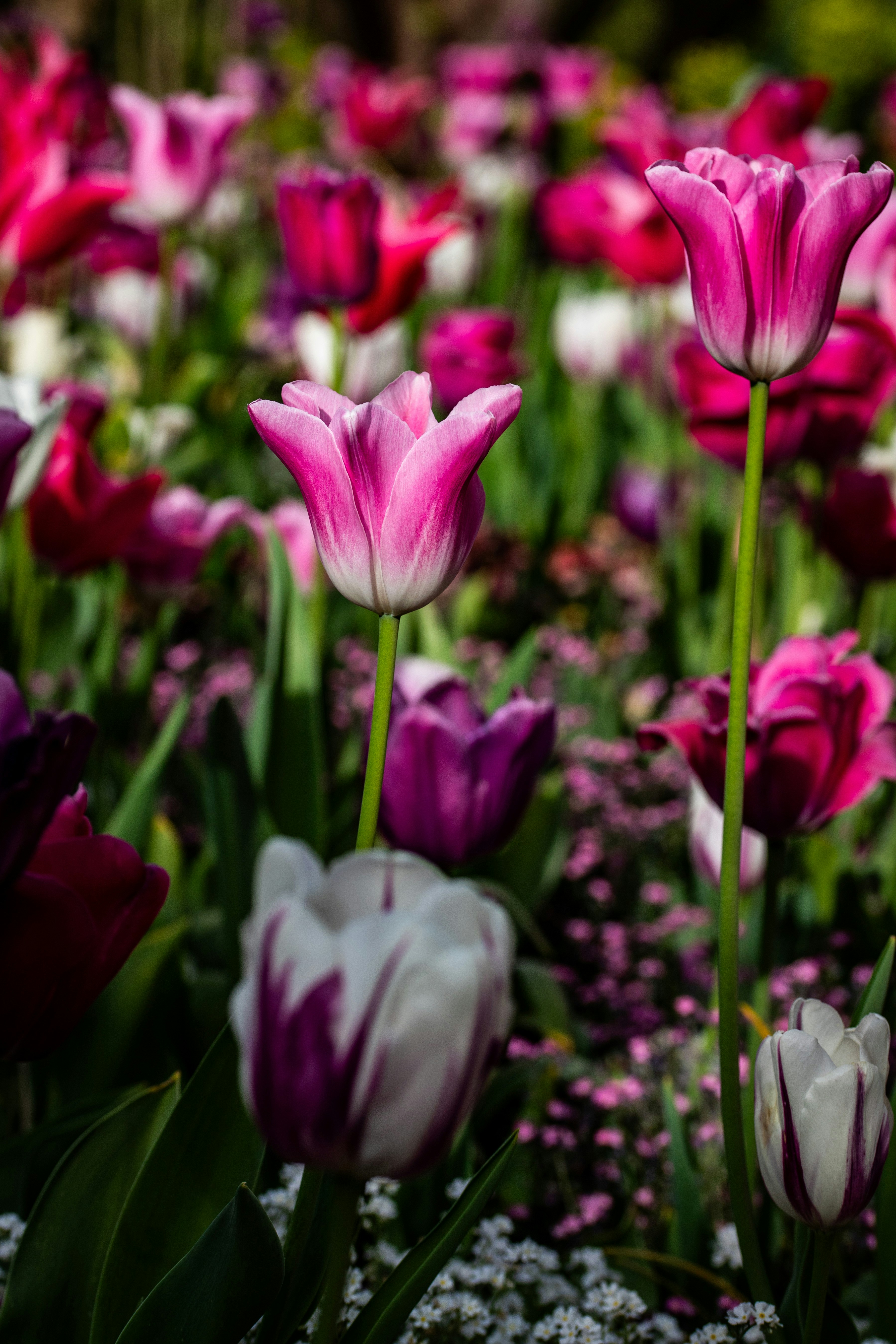 Petal Spotlight: A Pink-White Tulip Leads the Meadow