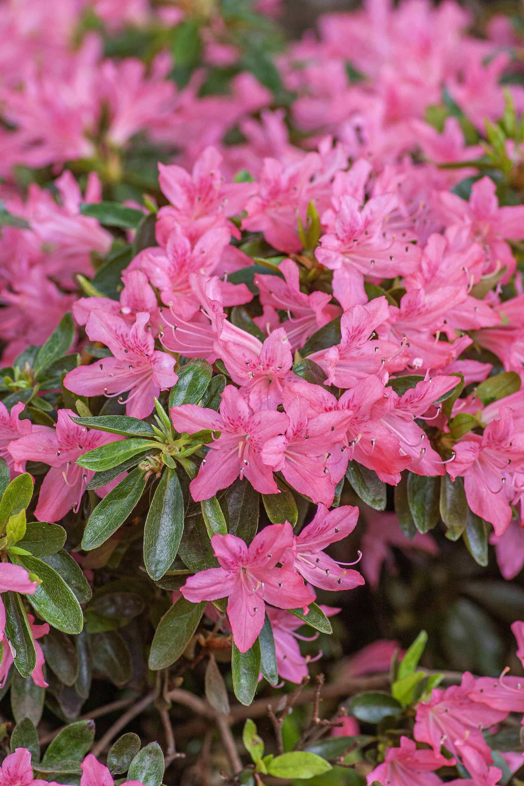 Pink Azalea Flame: a Blooming Carpet of Summer
