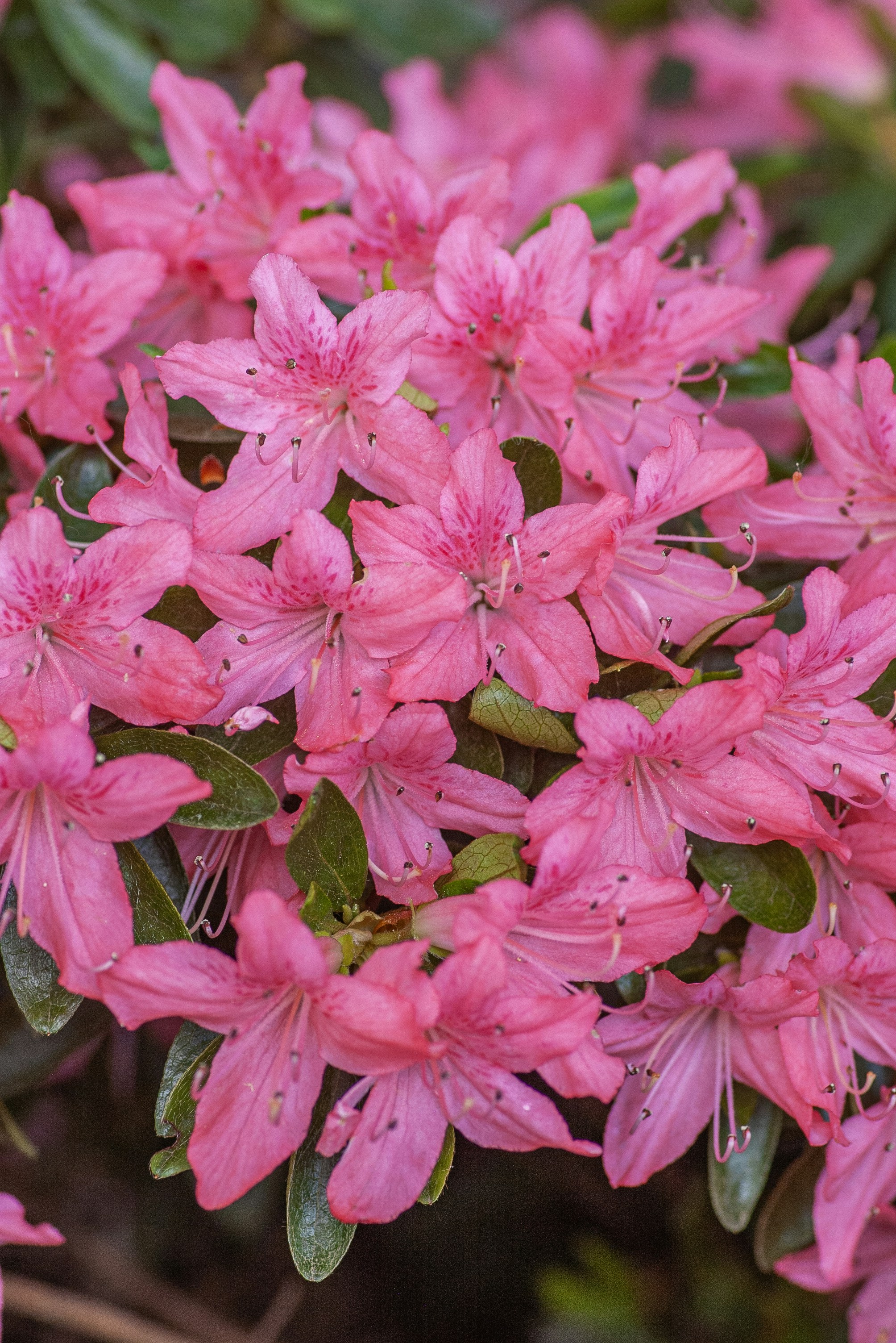Blooming Pink Cascade: Azalea Cluster in Focus