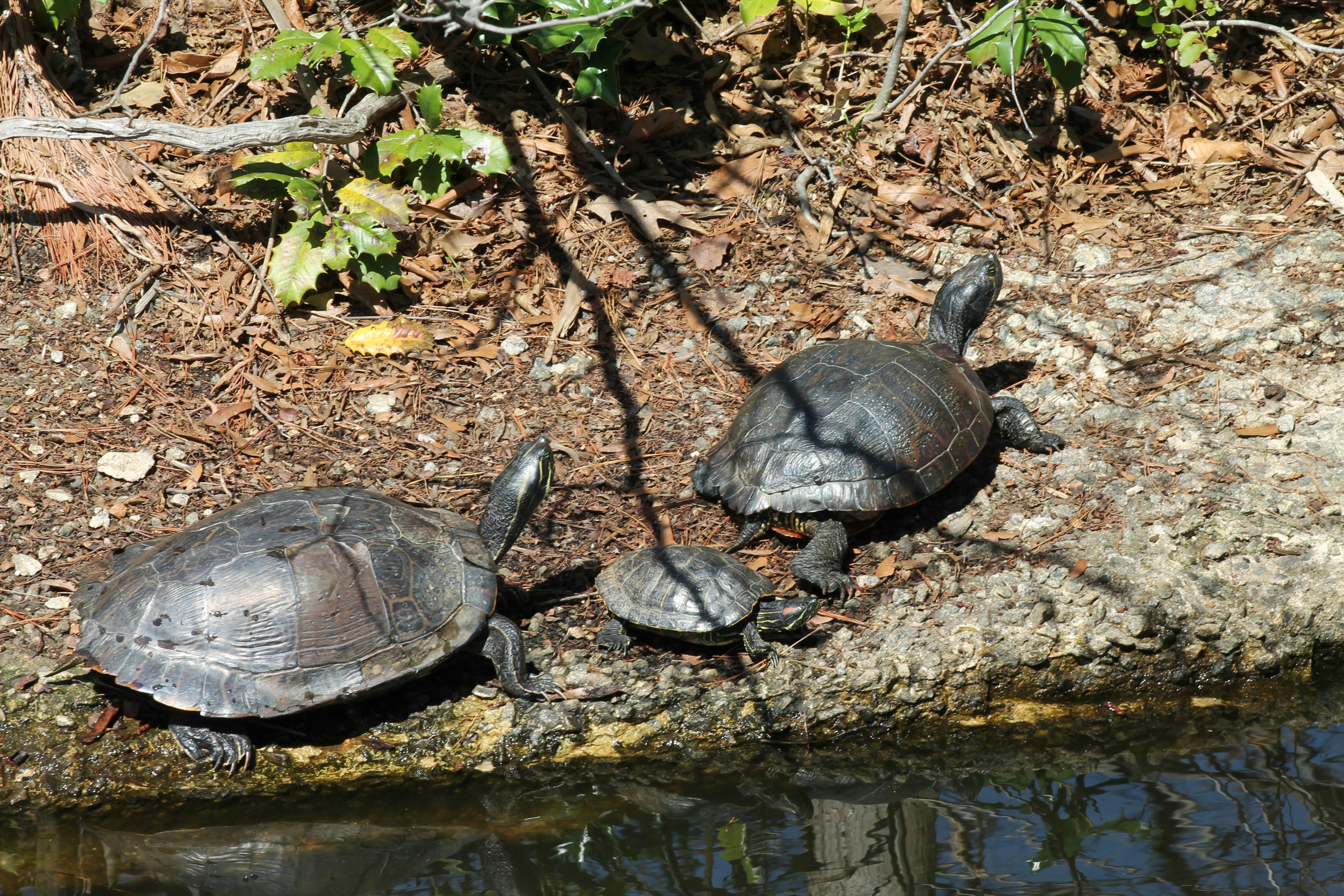 Three Tortoises on a Water’s Edge