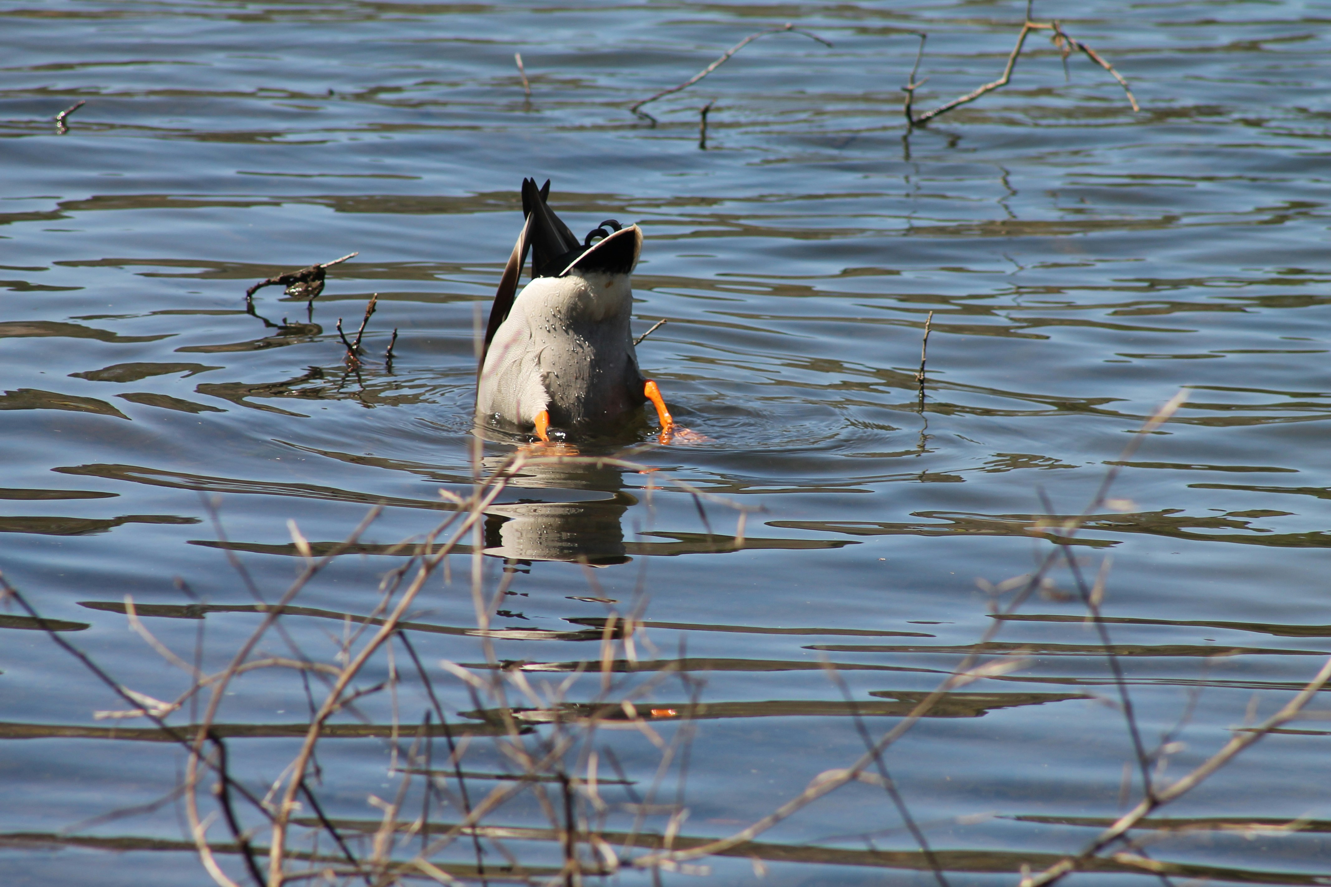 Hidden Head-tilt: A Ducks’ Backside in Quiet Pond Waters